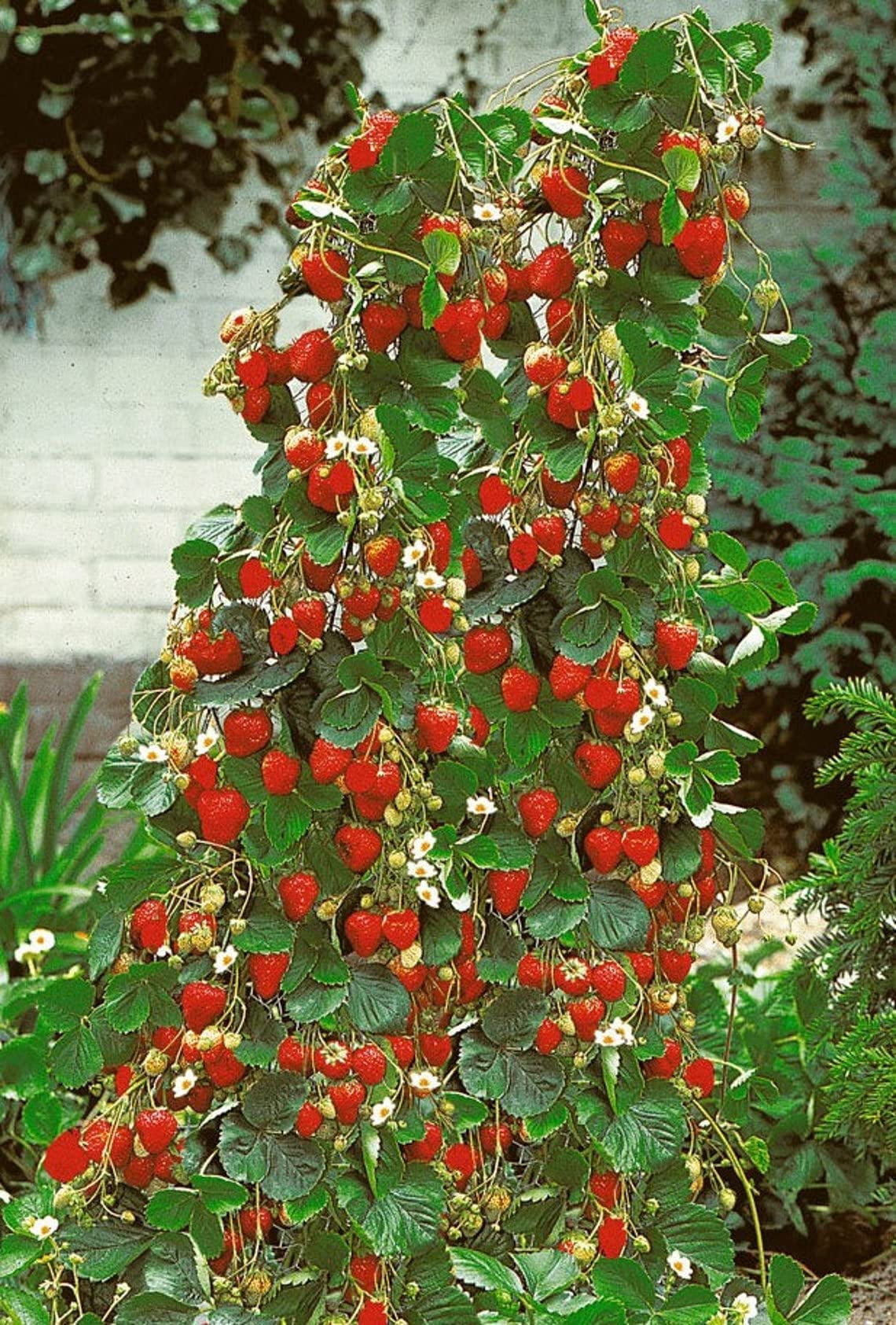 CZ Grain Wild Strawberry Seeds, 100+ Heirloom, Fragaria Vesca, Edible ...