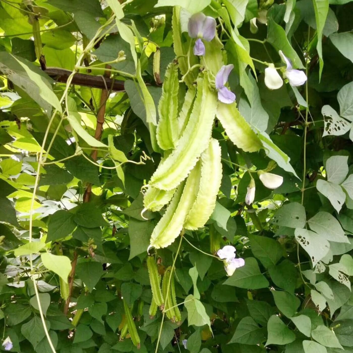 100+ Winged Bean AJH3 Seeds Four Angled Bean Manila Bean King Shire ...