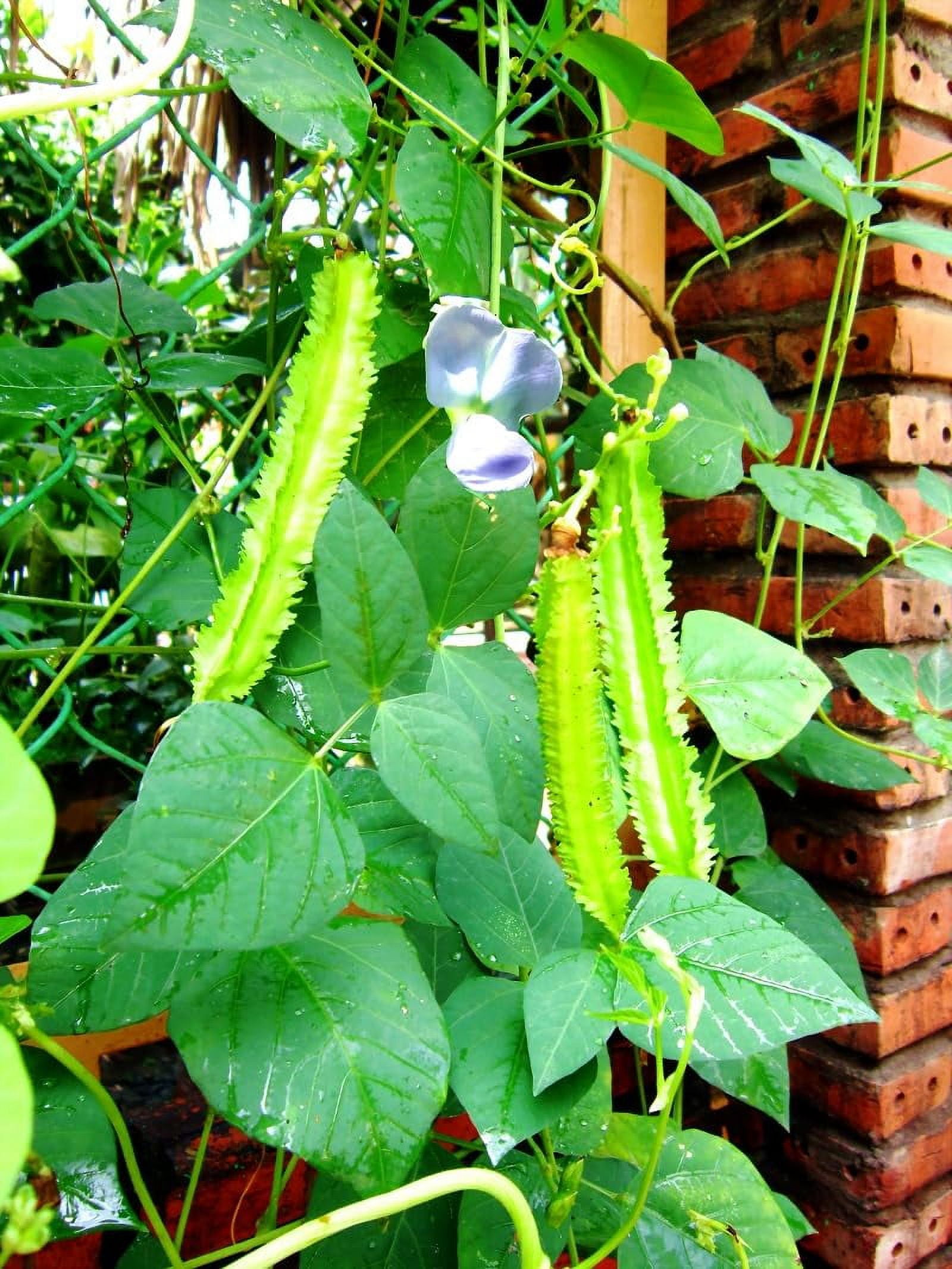 100 Winged Bean Seeds DHF10 - Đậu Rồng - Aka. Dragon Bean, Four Angled ...