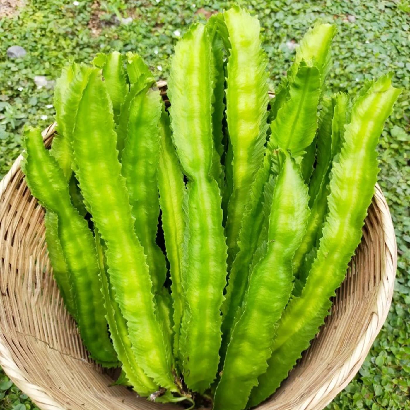 100+ Winged Bean TWE5 Seeds Four Angled Bean Manila Bean King Shire ...