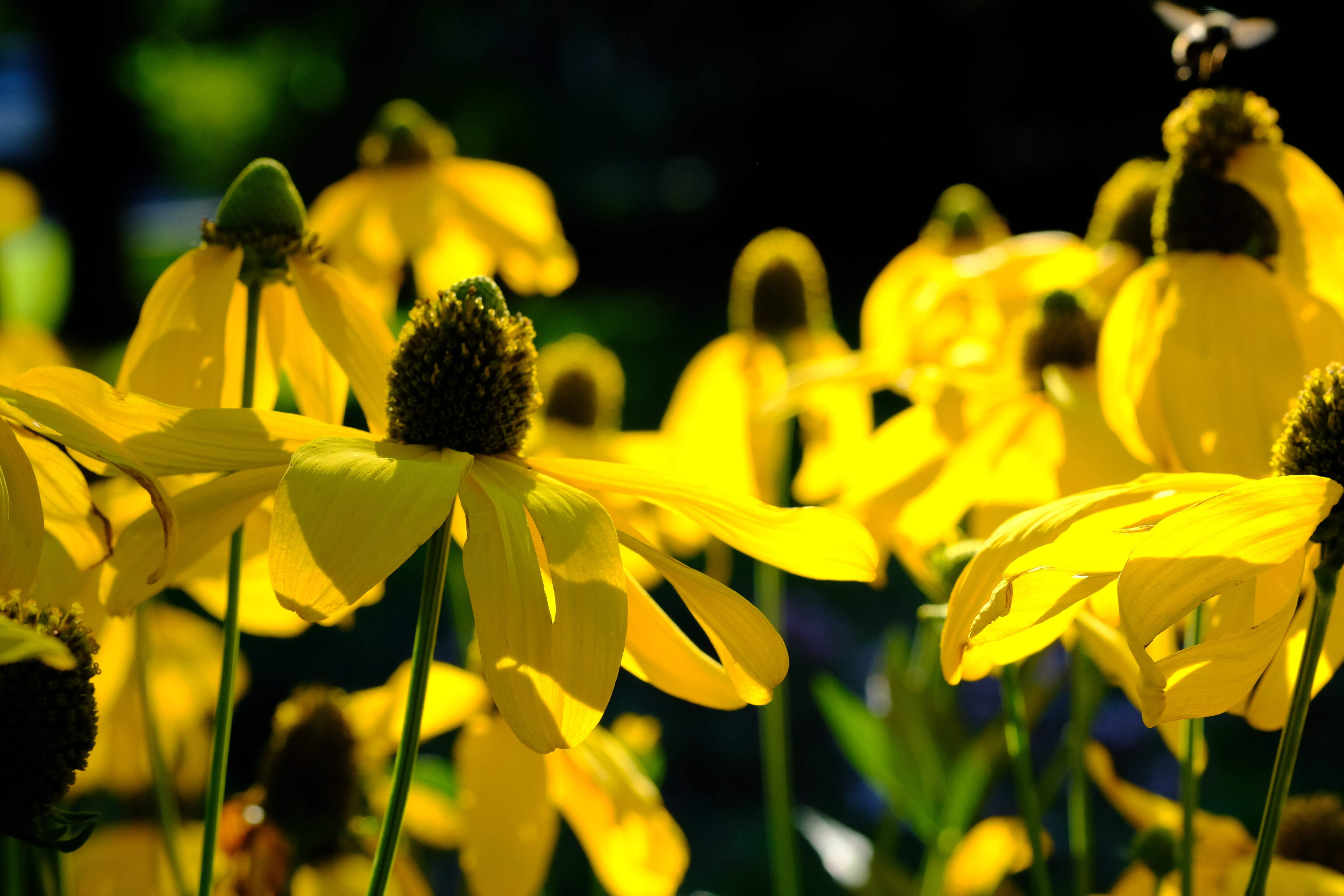 100 YELLOW CONEFLOWER Ratibida Pinnata Flower Seeds - Walmart.com