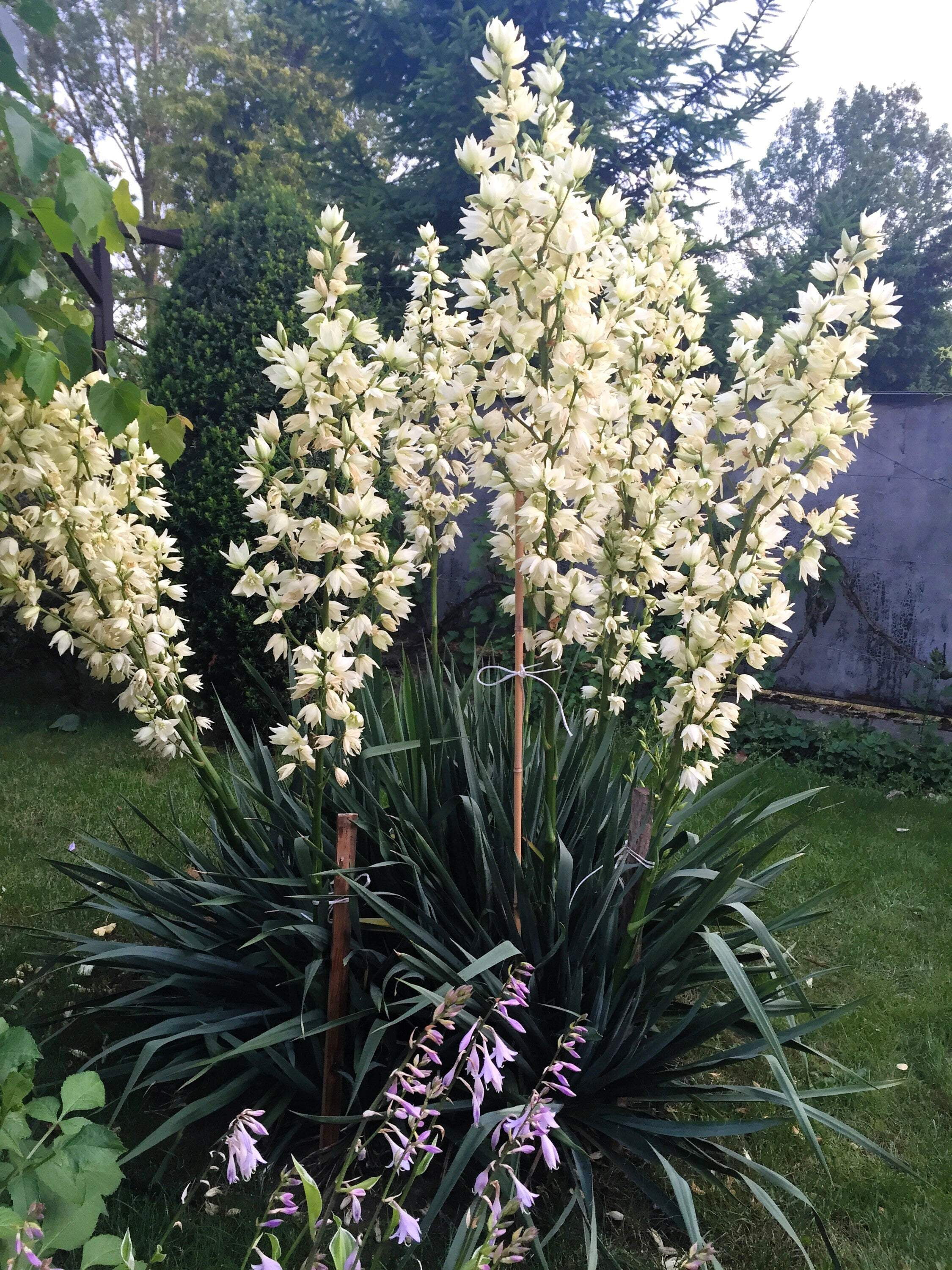 Seedville Yucca Glauca Seeds, Soapweed, White Bell Shaped Flowers, 100 ...
