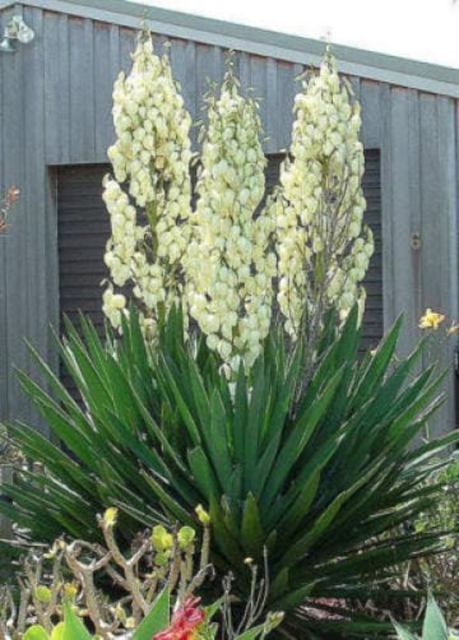 100 YUCCA (Soapweed / Soapwell / Beargrass / Great Plains Yucca) Yucca ...