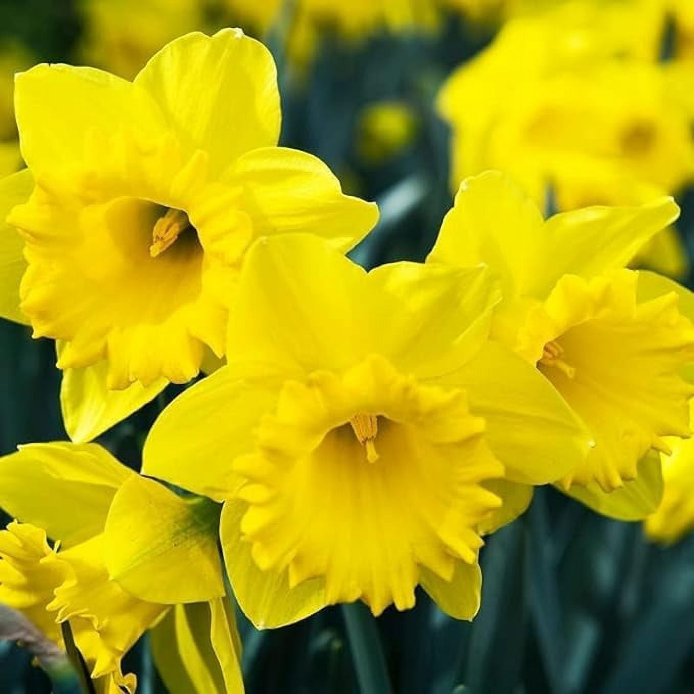 Premium Quality 100 Yellow Daffodil Flowering Bulbs - Easy to Grow ...