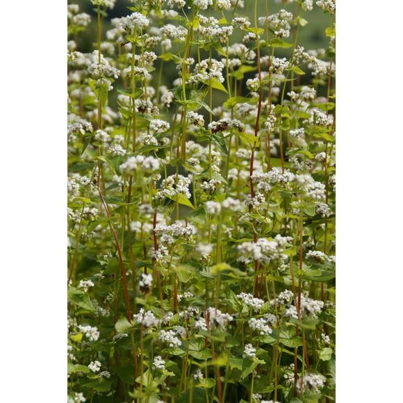 Buckwheat Seeds