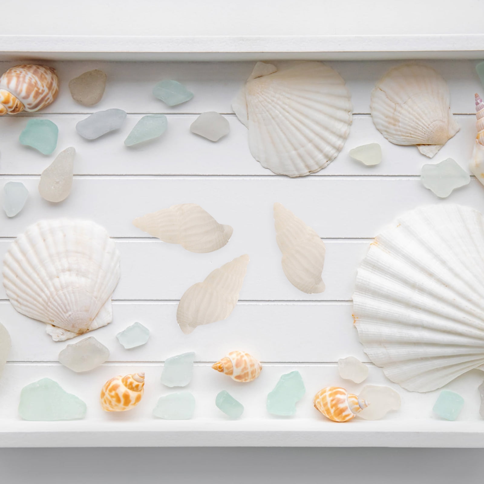 100 shell Conches, White Decorative, for Home, Beach Theme Party ...