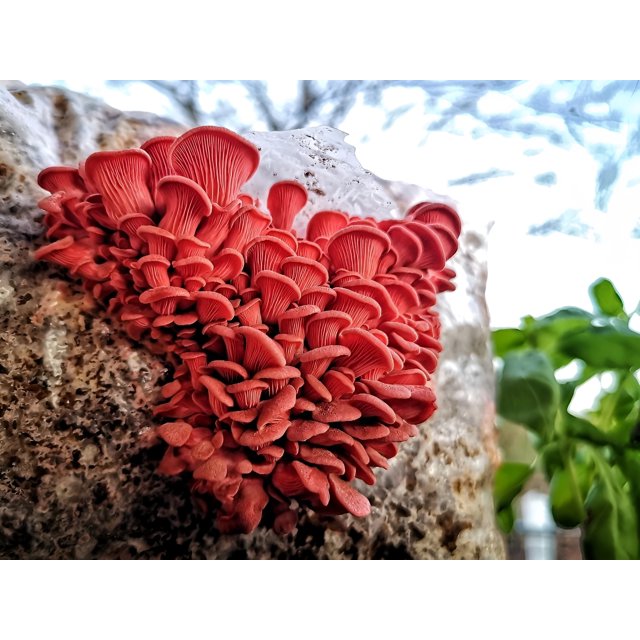 100 x Pink Oyster Mushroom Plug Spawn Dowels for Outdoor Log ...