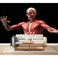 100"x144" Wall Mural Peel and Stick Wallpaper human anatomy male ...