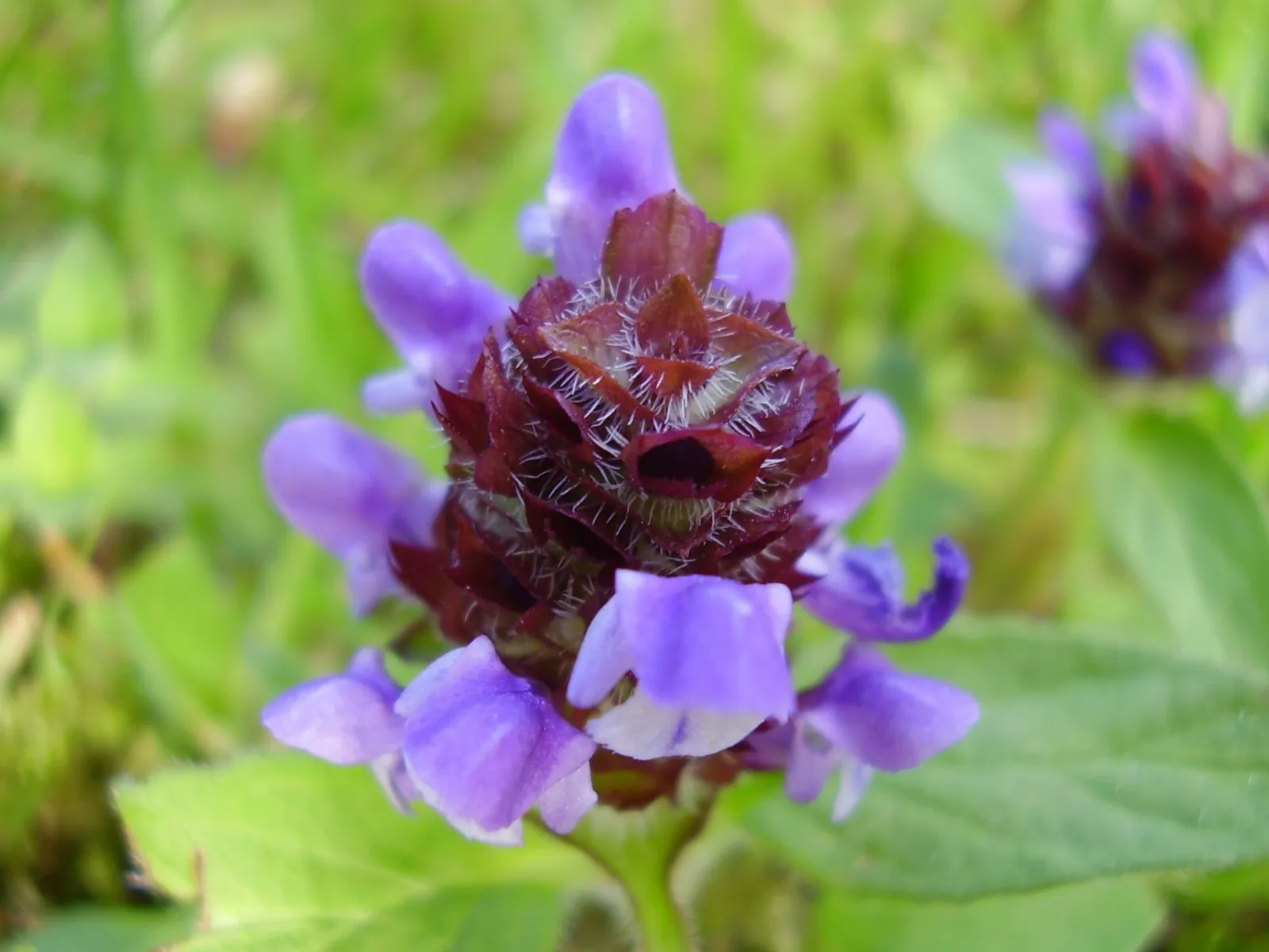 1000 Allheal Seeds - Prunella vulgaris - Medicinal Herb - Heal All ...