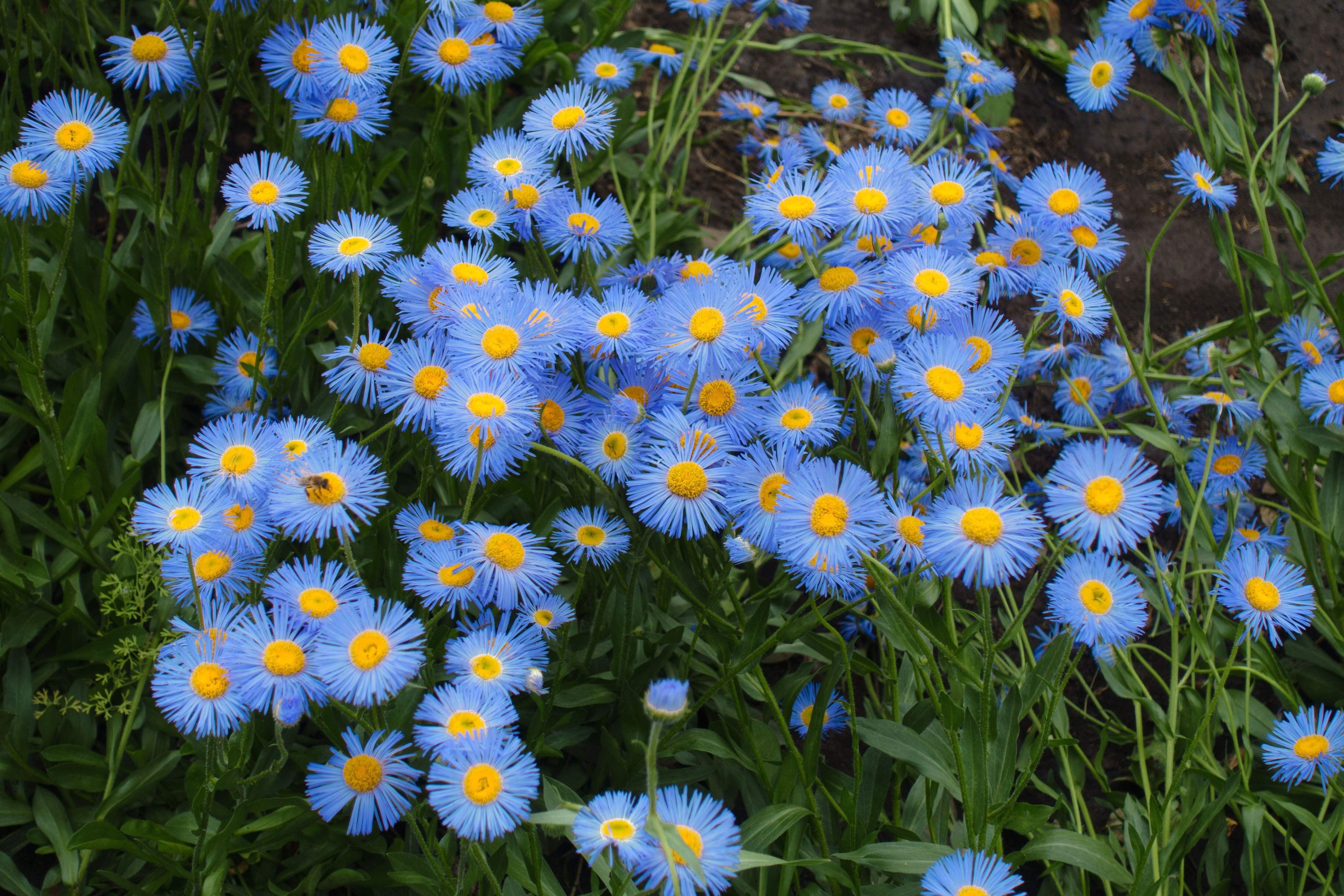 1000 Perennial Outside Fleabane Daisy (Dainty Daisy / Aspen Fleabane ...