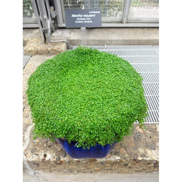 1000 Bulk CORSICAN MINT Mentha Requienii Herb Fragrant Ground Cover ...