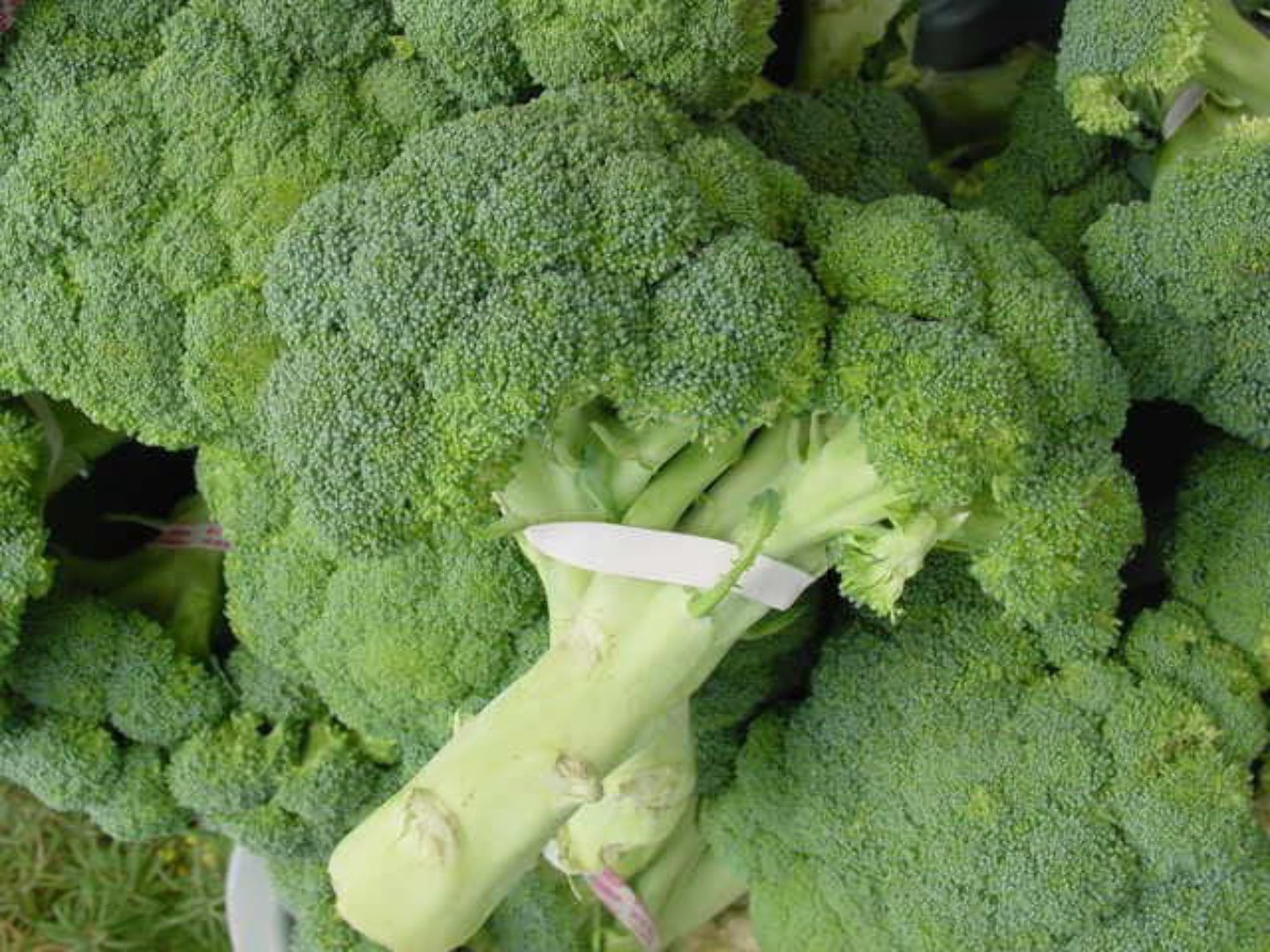 1000 CALABRESE BROCCOLI ITALIAN Green Sprouting Vegetable Brassica ...