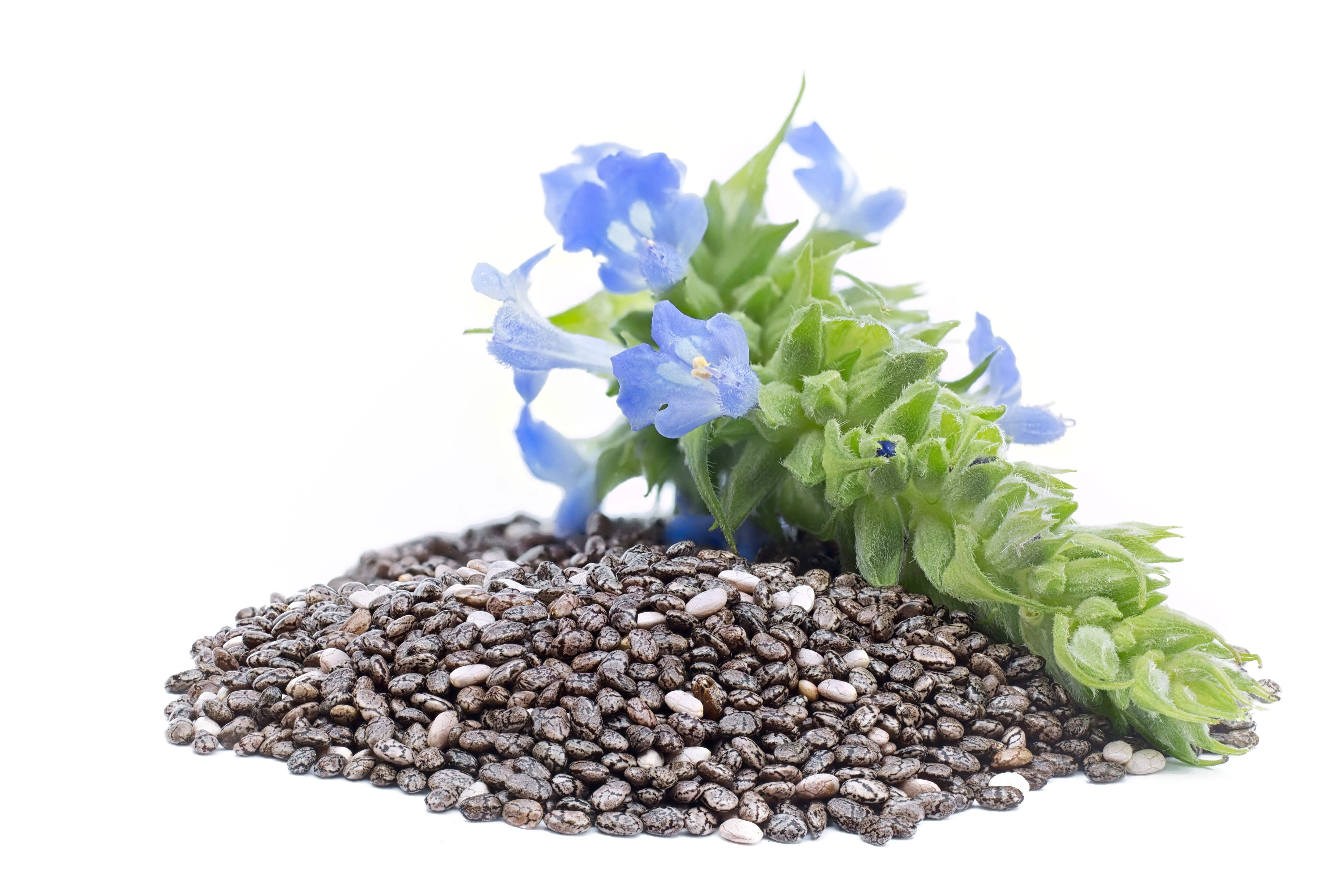 1000 CHIA SAGE / SALVIA Salvia Hispanica Flower Seeds - Walmart.com