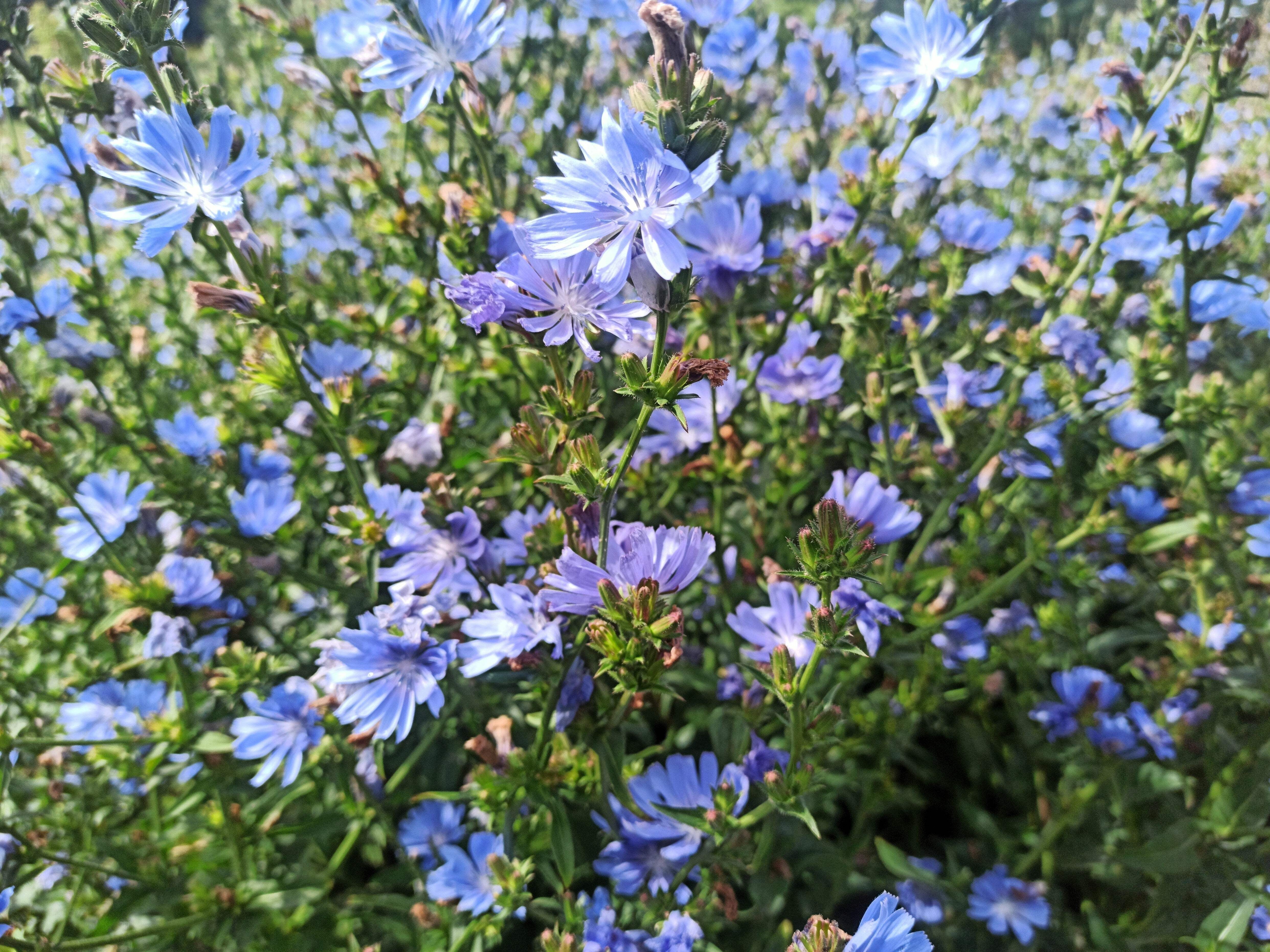 1000 Chicory Seeds - Blue Daisy / Blue Sailors / Coffeeweed / Succory ...