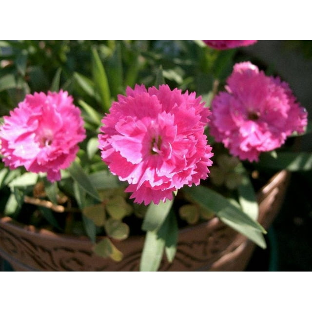 1000 CHINESE PINKS (China Pinks / Rainbow Pink) Dianthus Chinensis ...