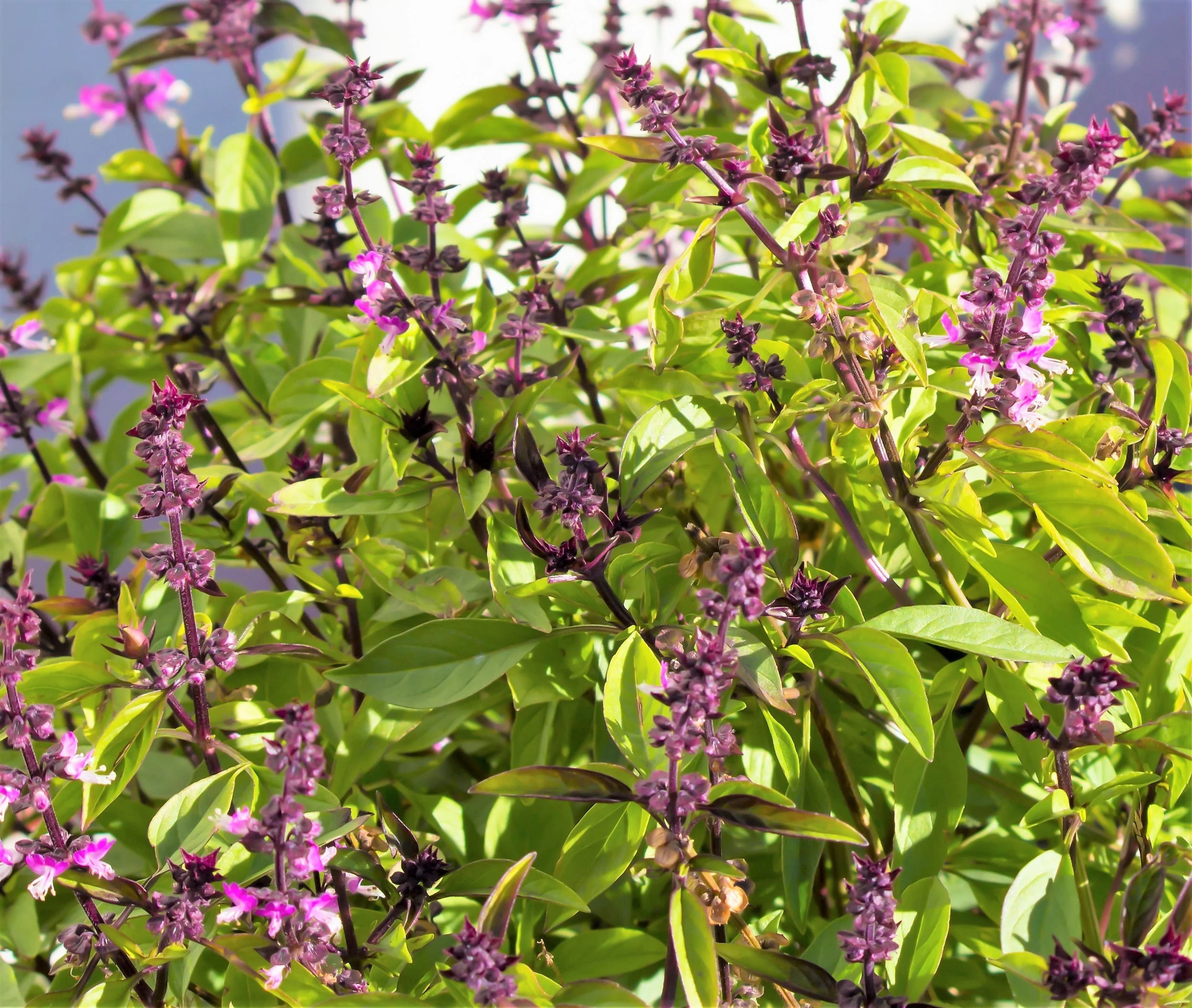 1000 CINNAMON BASIL Ocimum Basilicum HERB Flower Seeds - Walmart.com
