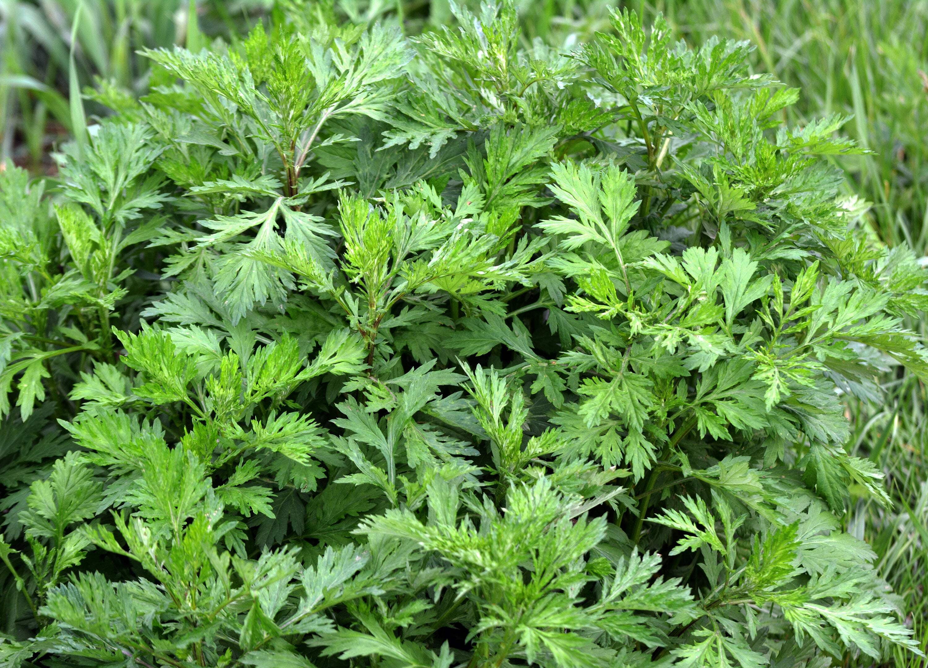 1000 COMMON MUGWORT Artemisia Vulgaris Wild Wormwood Herb Yellow Red ...