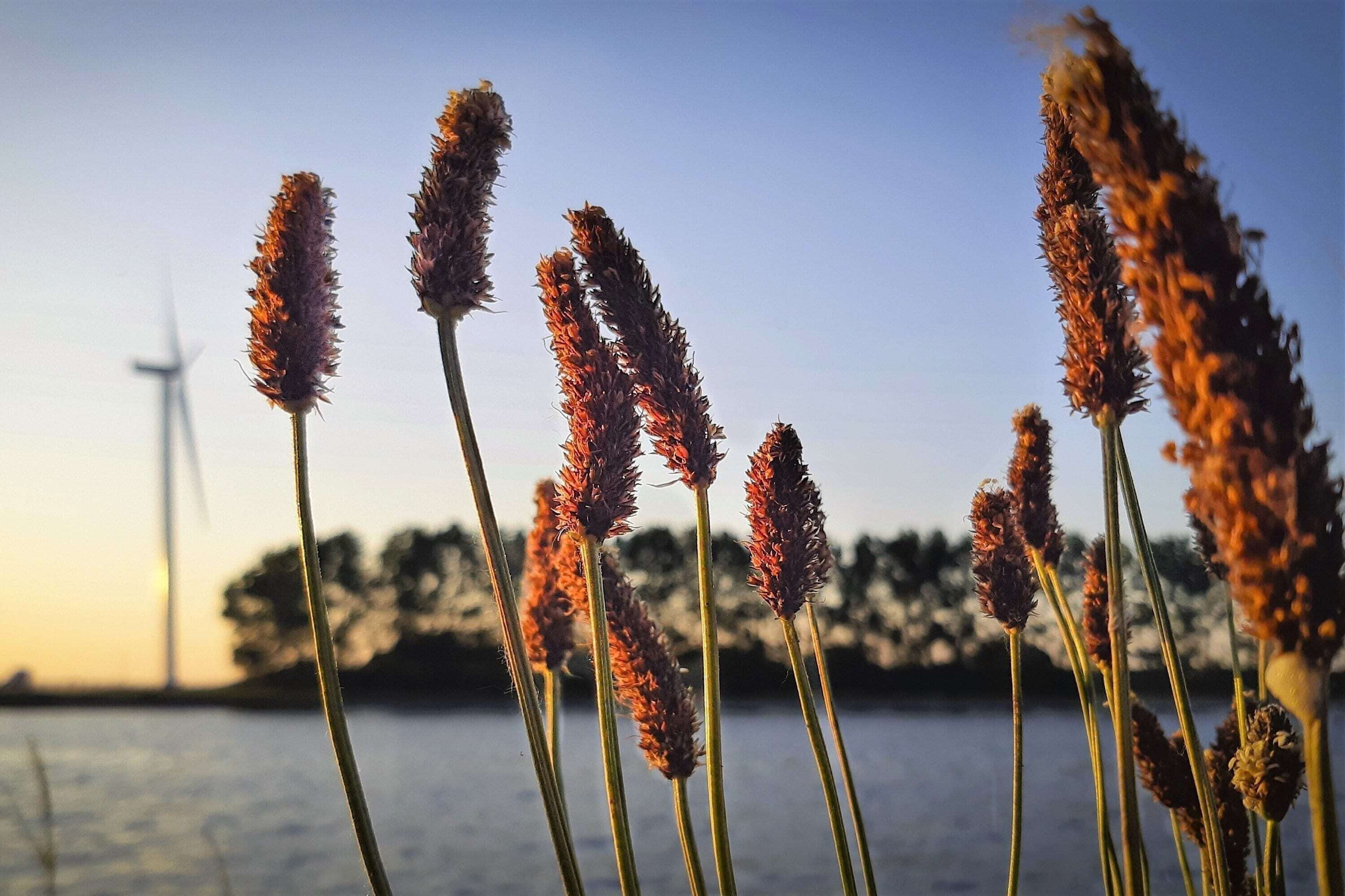 1000 CREEPING MEADOW FOXTAIL 'Garrison' Alopecurus Arundinaceus Cool ...