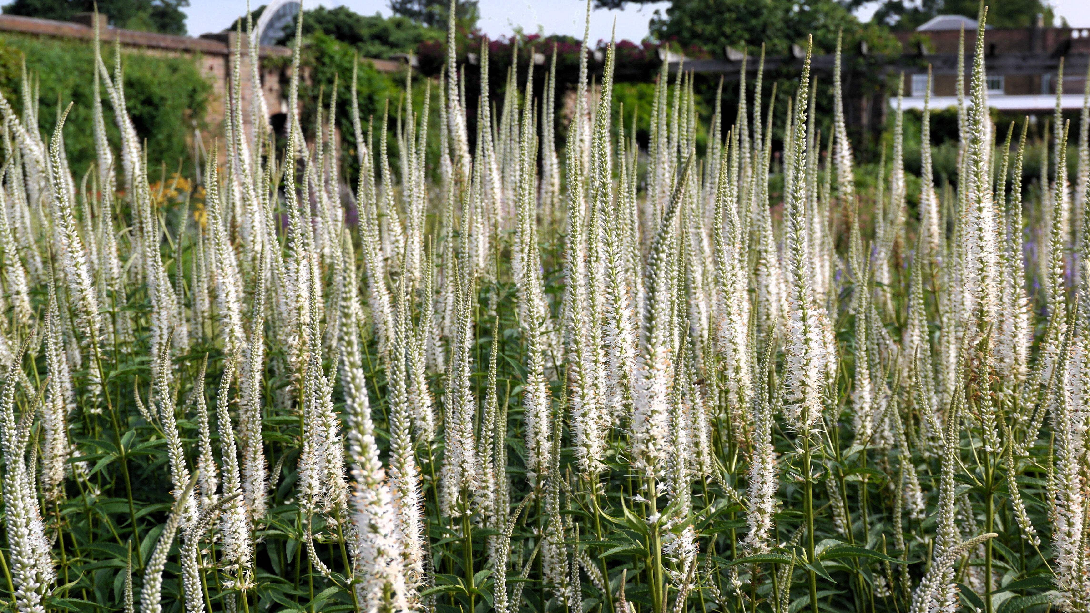 1000 CULVERS ROOT (Black Root) Veronicastrum Virginicum Flower Seeds ...
