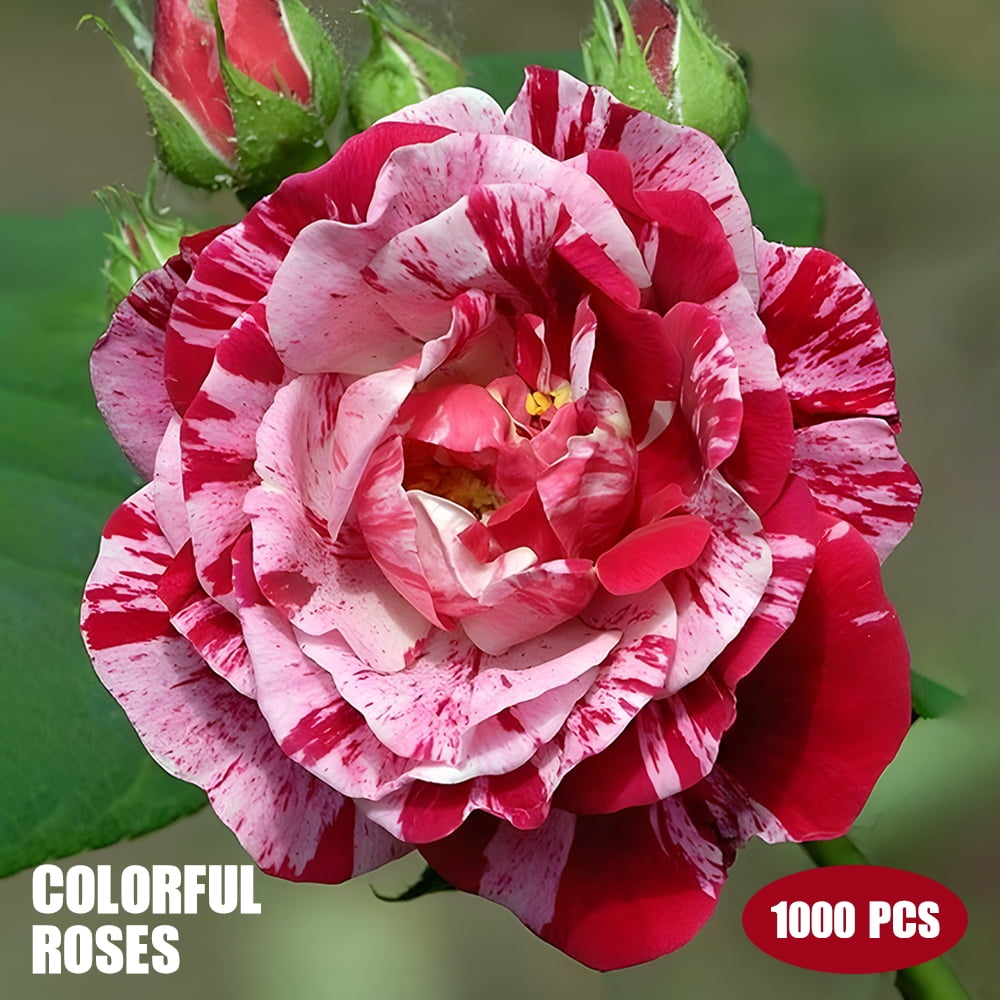 1000 Colorful Seeds for Planting, Tropical Rose Flower Planting ...
