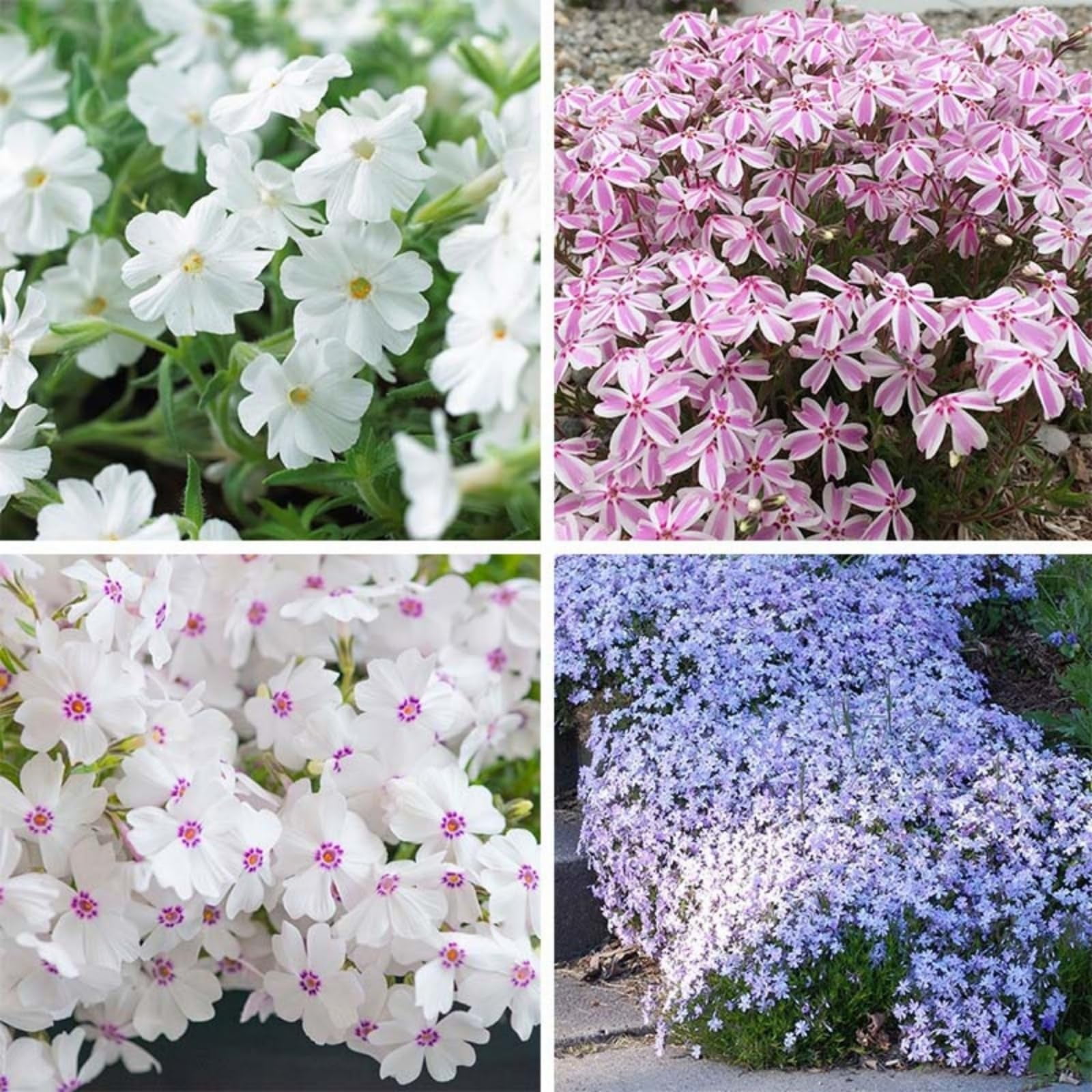 1000+ Creeping Phlox Seeds for Planting BSL1 - Bright Phlox Seeds ...