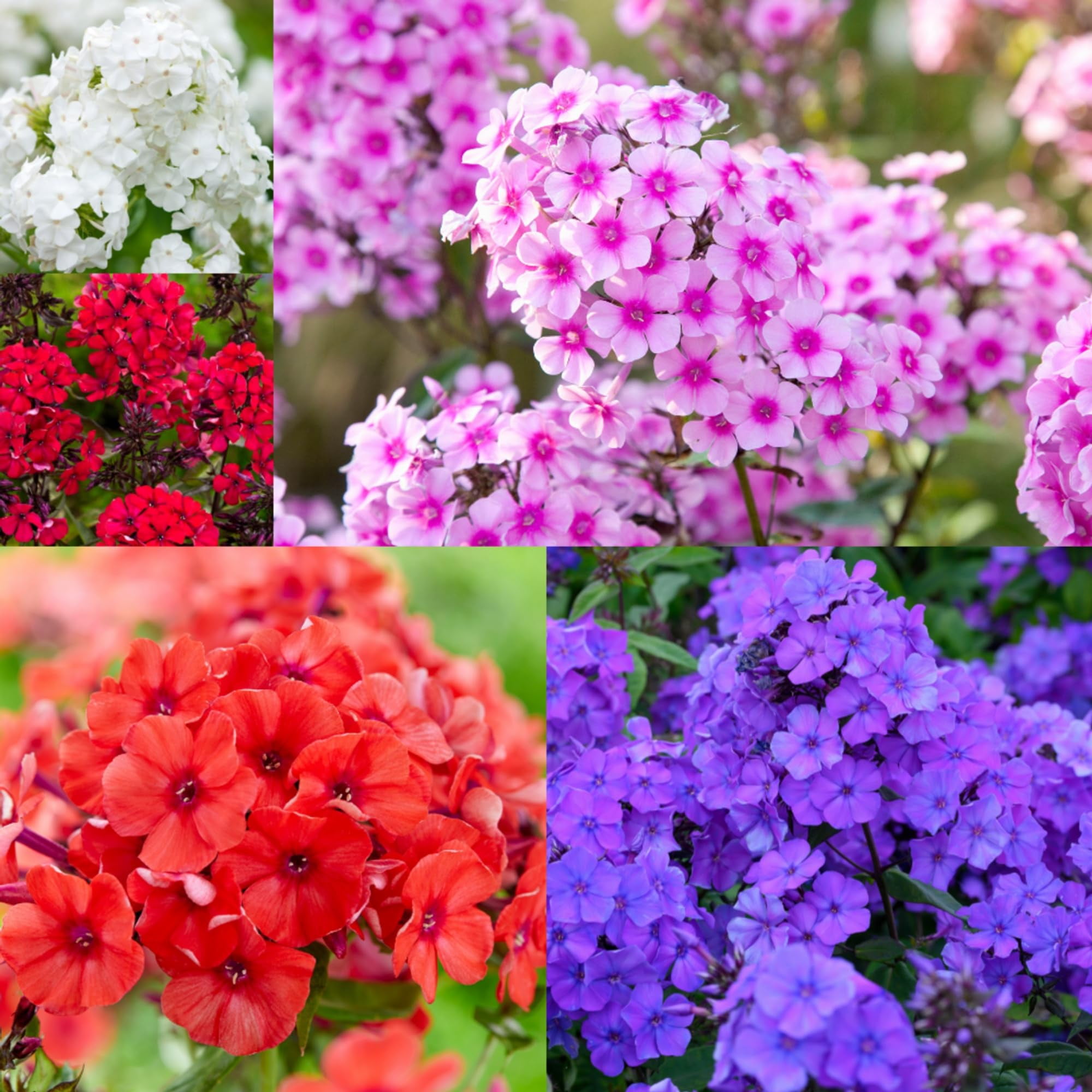 1000+ Creeping Phlox TWE5 Seeds for Planting - Bright Mixed Phlox Seeds ...