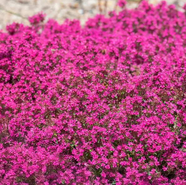 1000 Creeping Thyme Seeds Red Groundcover Thymus Serpyllum Ground Cover ...