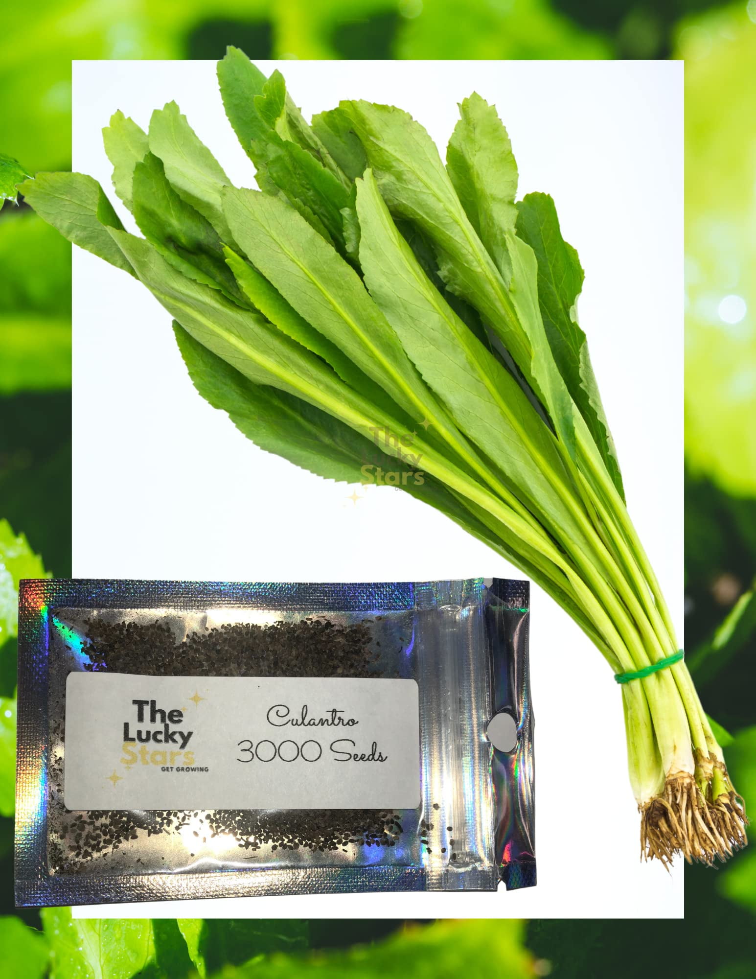 1000 Culantro Seeds - NGO GAI ZLK1 - AKA Recao, Sawtoothfitweed ...