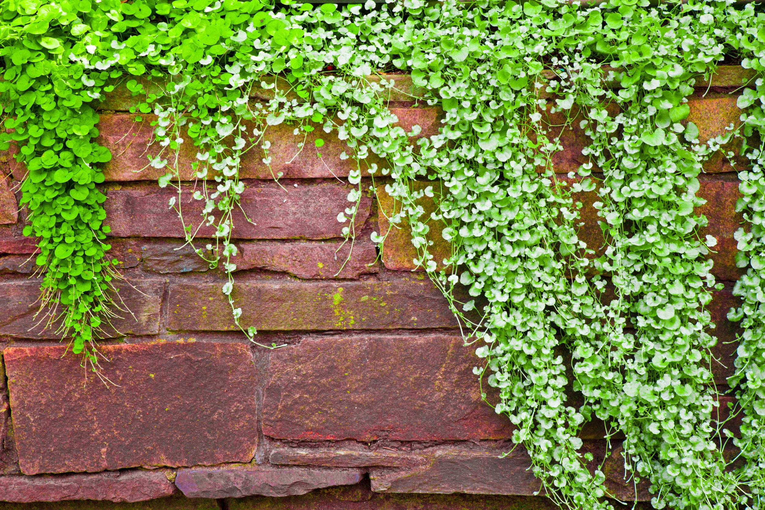 1000 DICHONDRA Repens aka Lawn Leaf Flower Evergreen Ground Cover Seeds ...