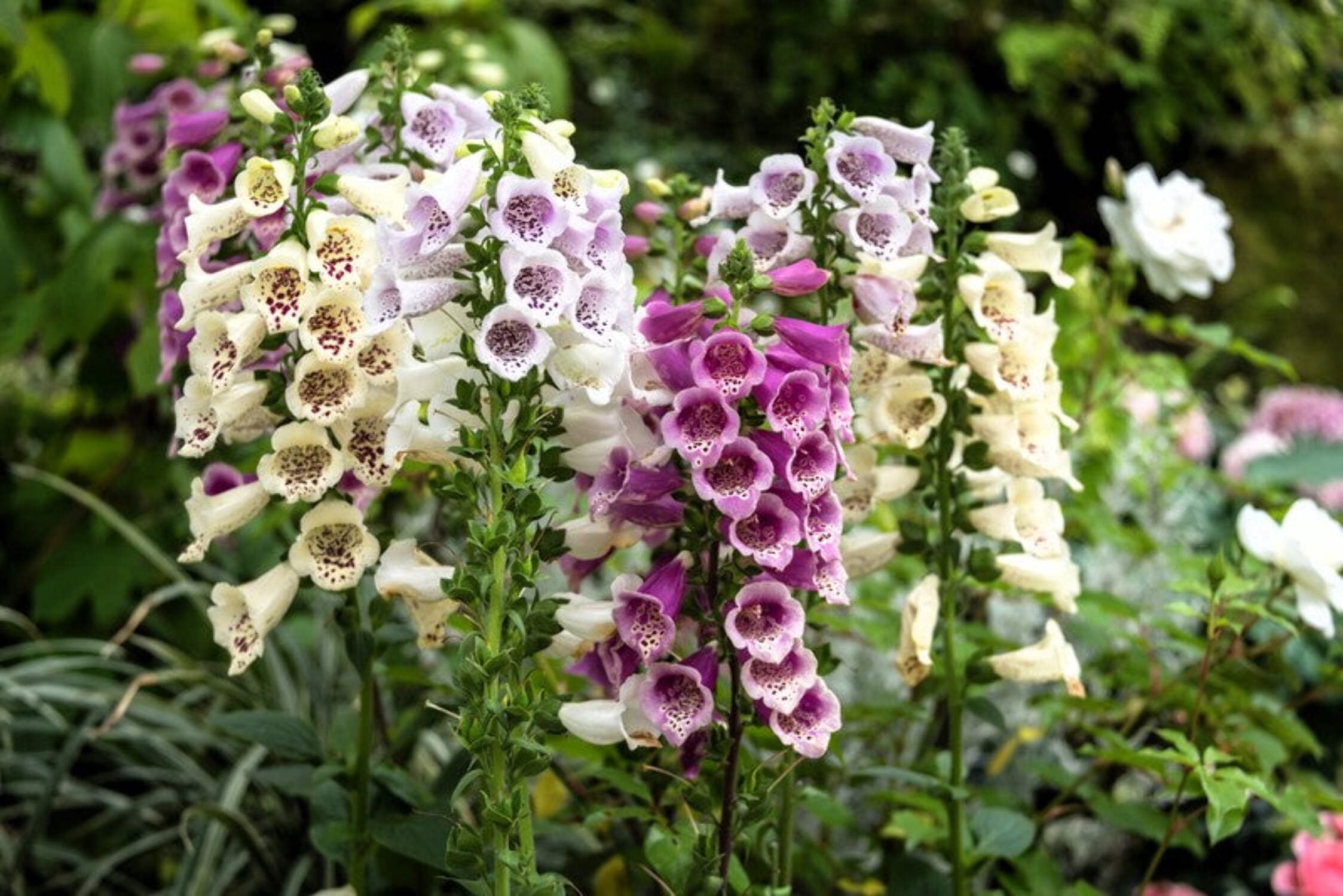 Seedville USA Dwarf Foxy Mix Foxglove, Digitalis Purpurea, 1000 Flower ...