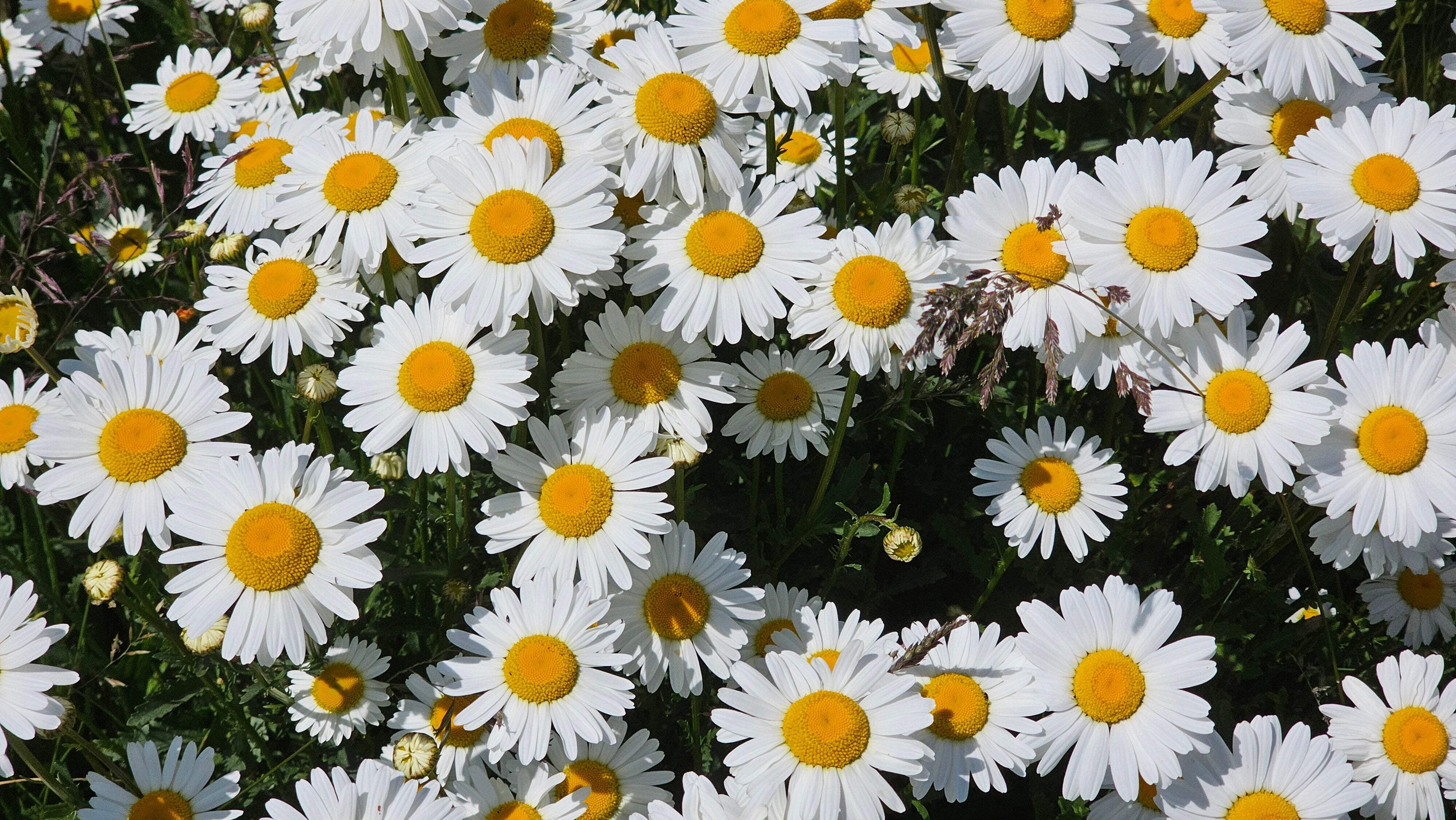 Seedville 1000 Dwarf Shasta Daisy Seeds, White Chrysanthemum, Summer ...