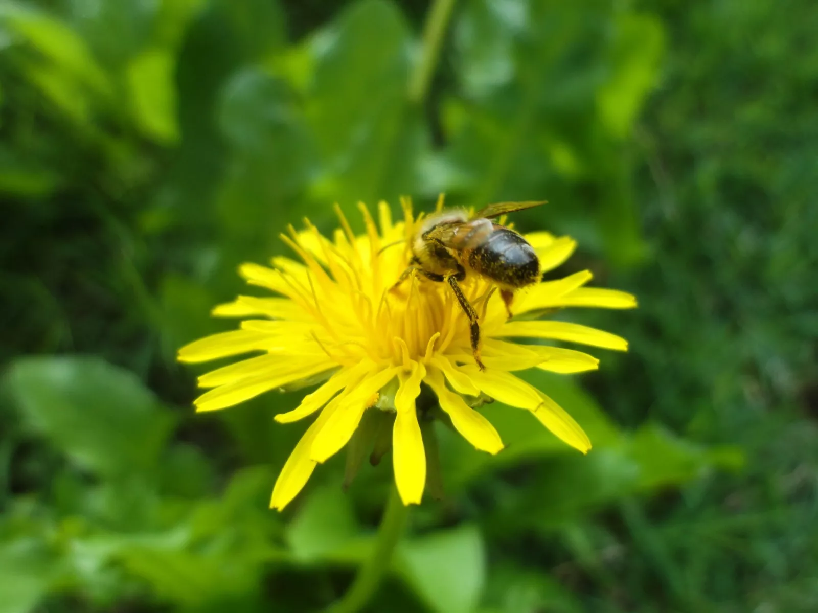 O'Neill Seeds, 1000 Dandelion Seeds, Medicinal Herbal Plant, Edible and ...