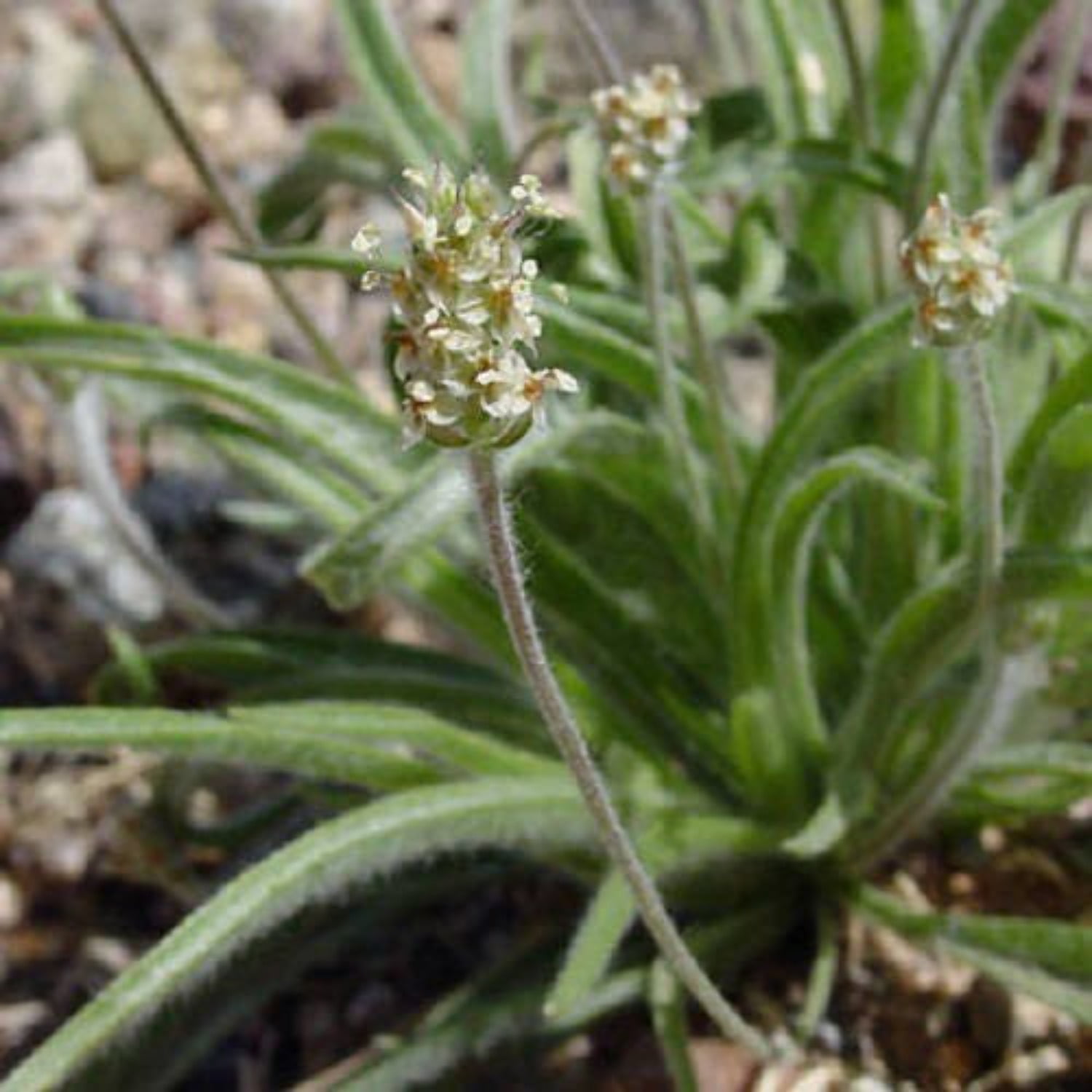1000 Dark FRENCH PSYLLIUM Herb Flower Flea Seeds - Walmart.com