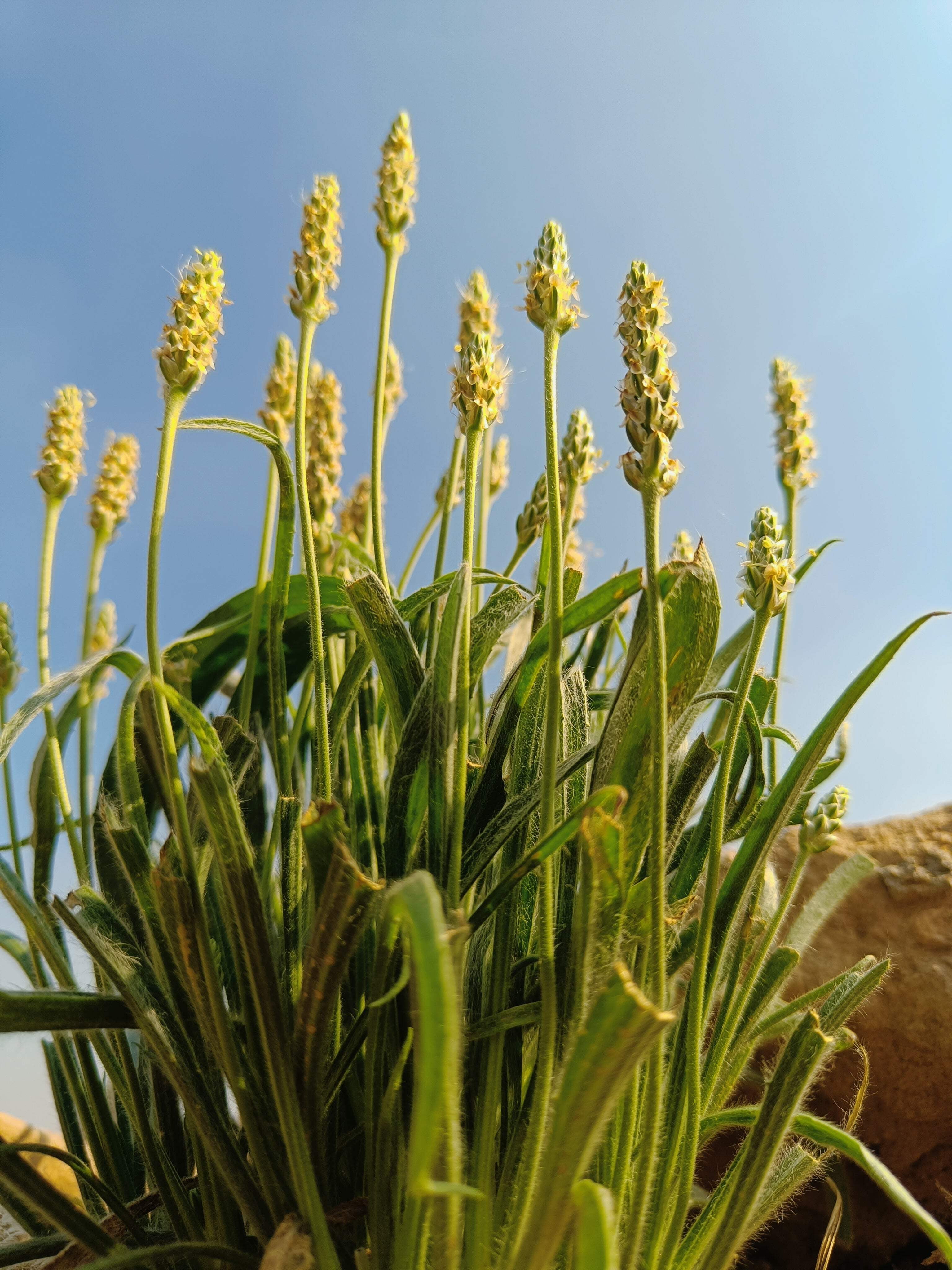 1000 Dark FRENCH PSYLLIUM Herb Flower Flea Seeds - Walmart.com