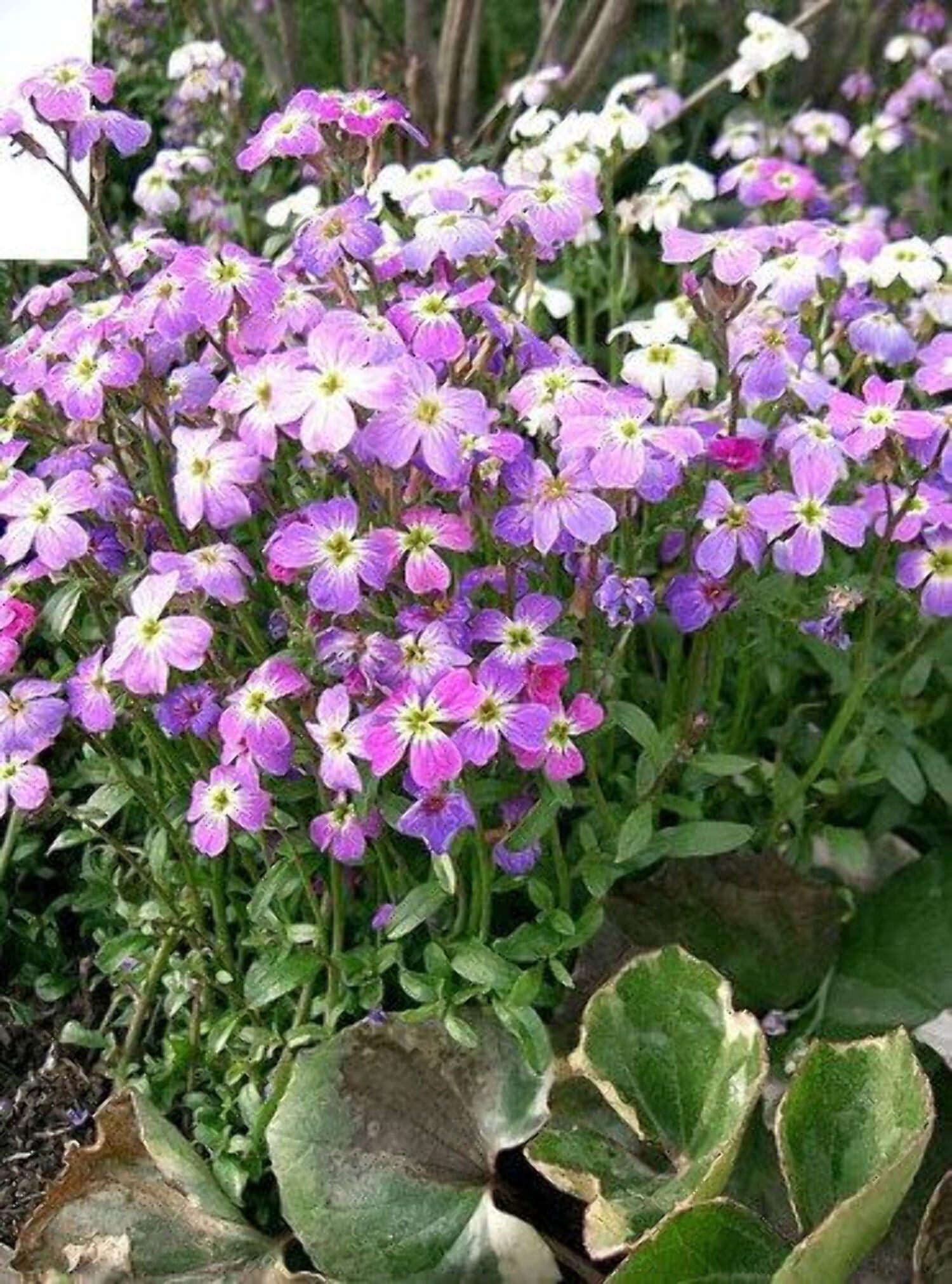 1000 Evening Scented Stock Matthiola Longipetala Bicornis Flower Seeds ...