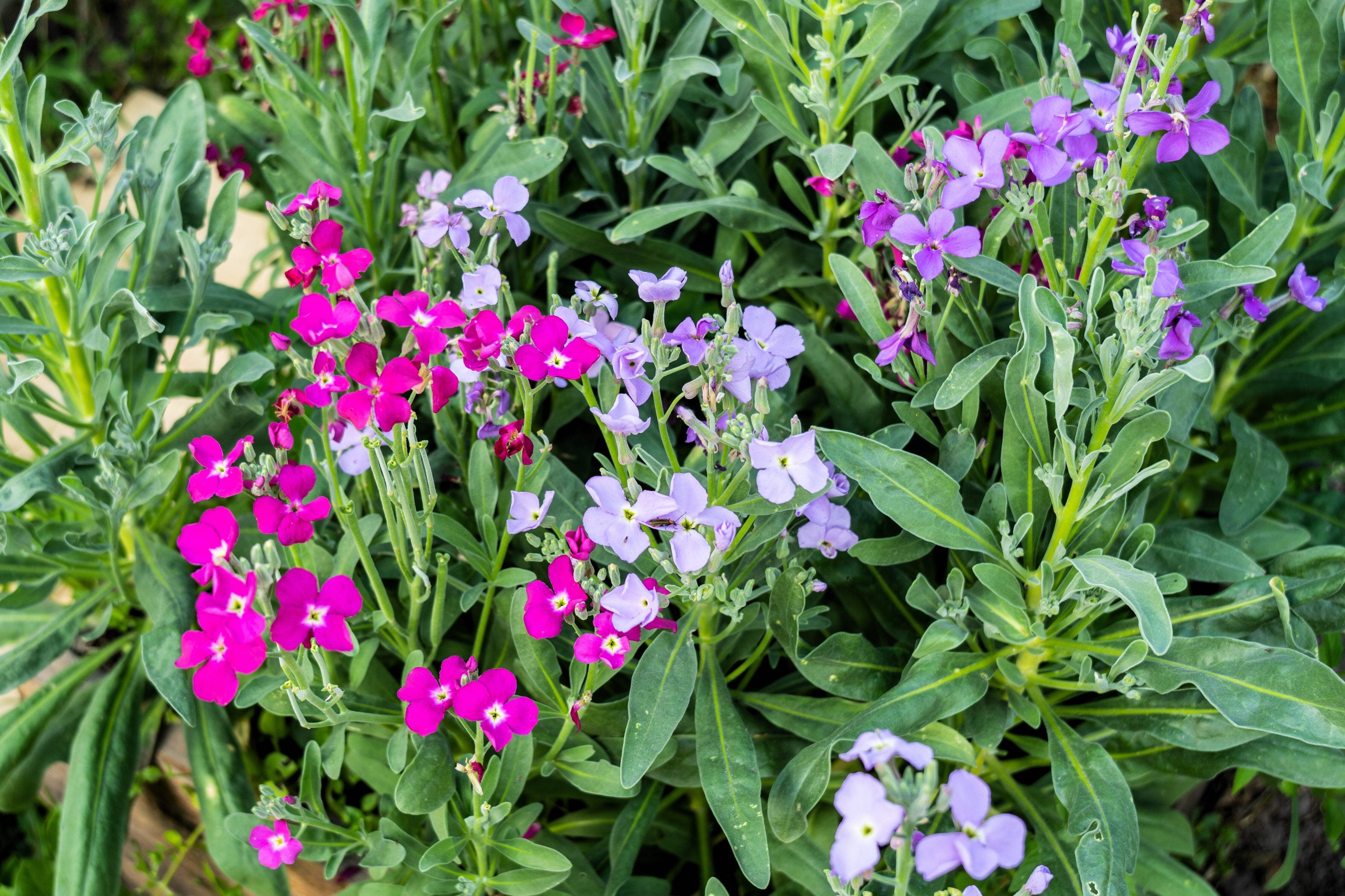 1000 Evening Scented Stock Matthiola Longipetala Bicornis Flower Seeds ...