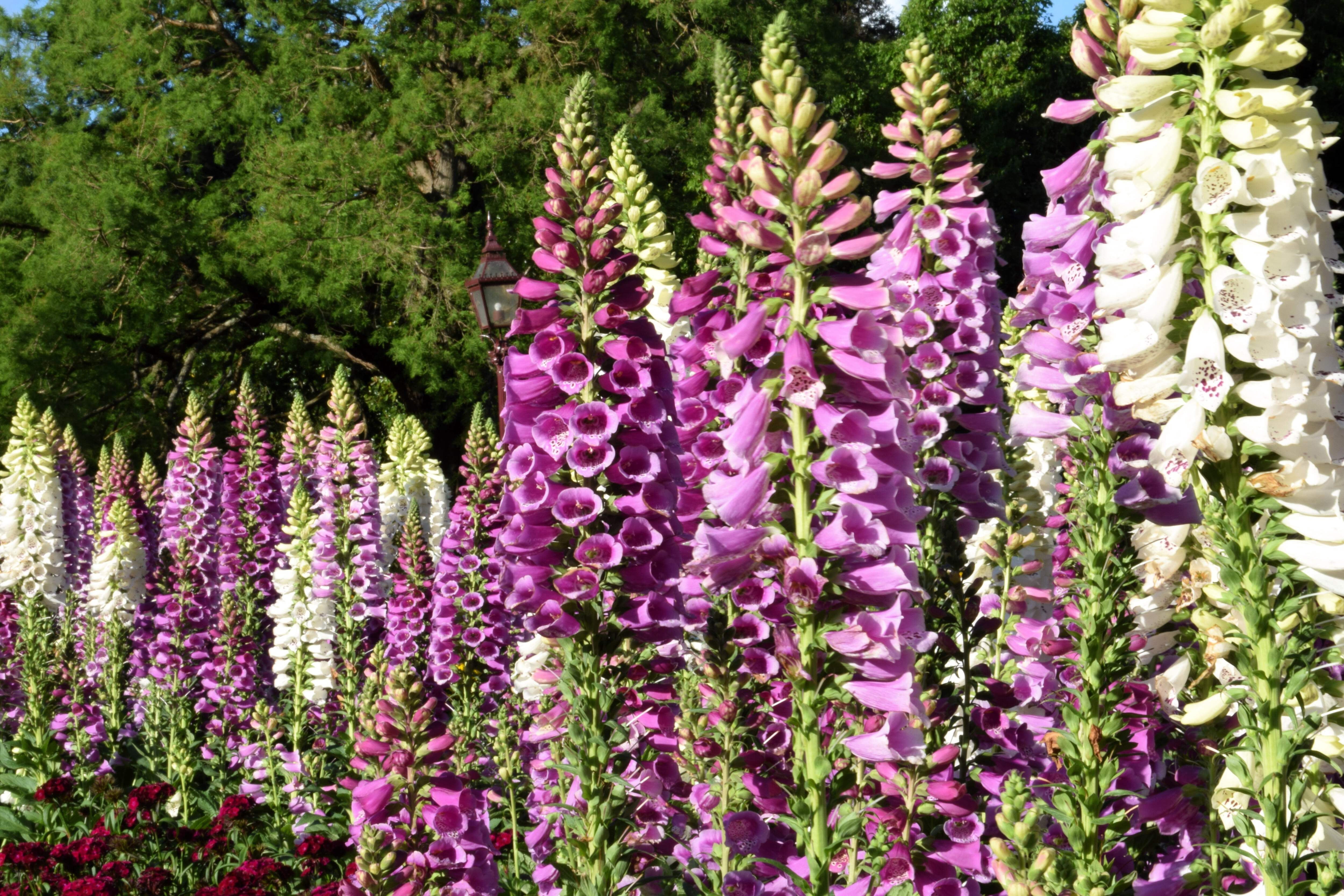 1000 FOXGLOVE EXCELSIOR MIX Digitalis Purpurea Mixed Colors Flower ...