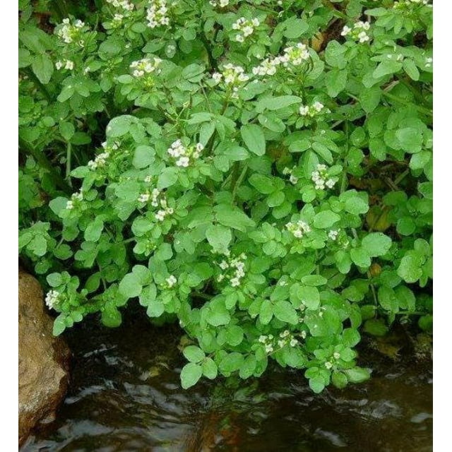 1000 Fine Curled PEPPERGRASS / PEPPERCRESS / WATERCRESS Lepidium Sativum Greens Sprouts ...