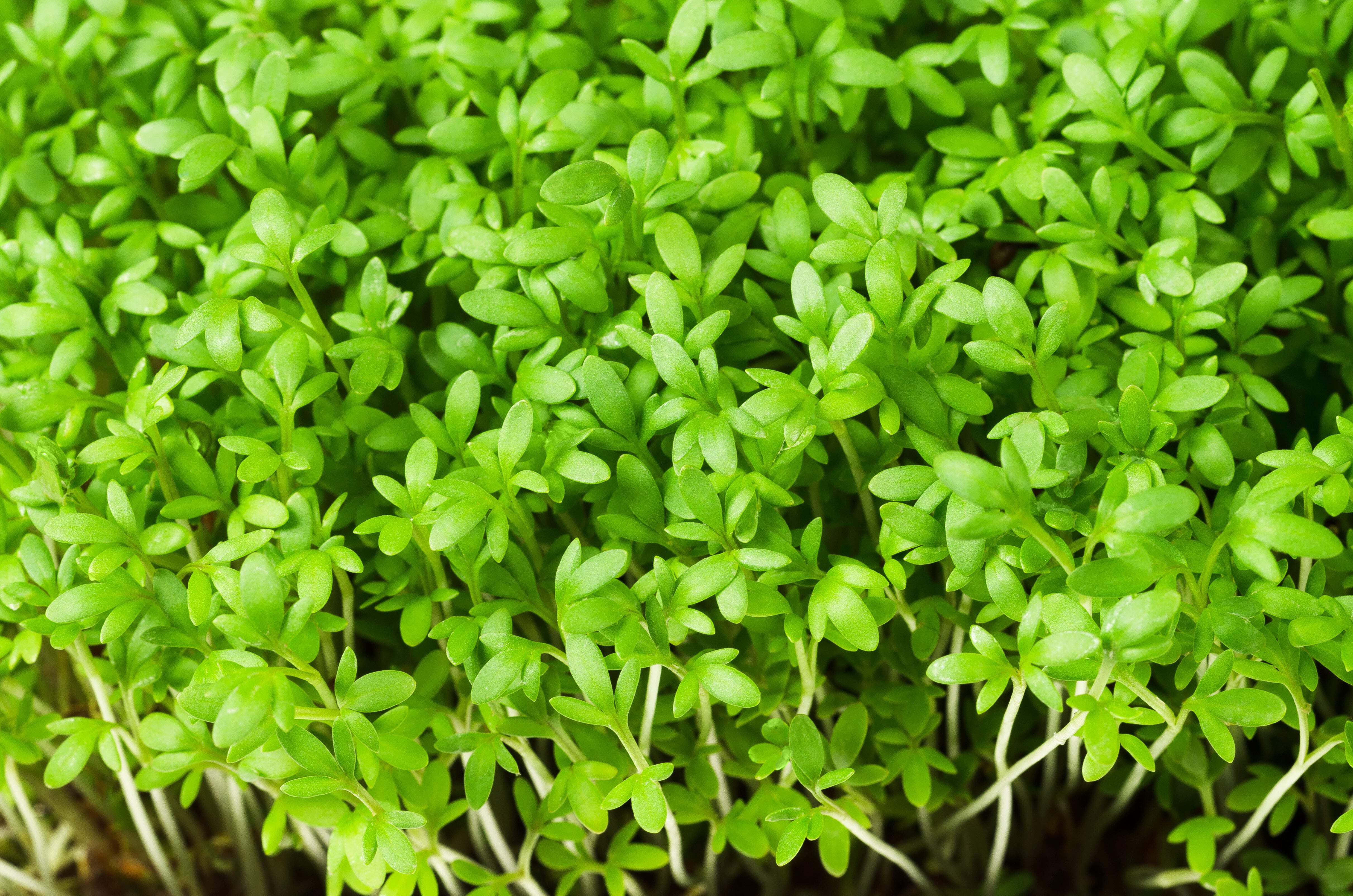 1000 Fine Curled PEPPERGRASS / PEPPERCRESS / WATERCRESS Lepidium ...