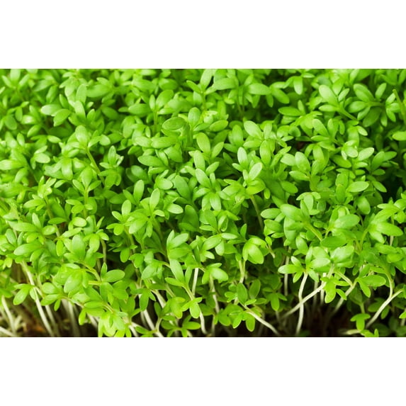 1000 Fine Curled PEPPERGRASS / PEPPERCRESS / WATERCRESS Lepidium ...