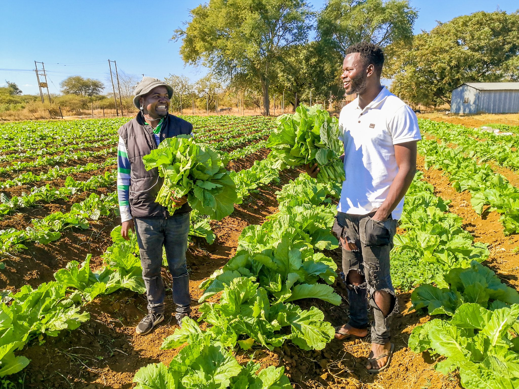 Mai's Family Florida Broadleaf Mustard Seeds, 1000 Seeds, Heirloom ...
