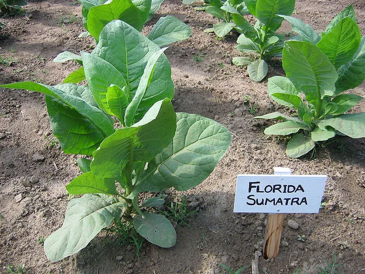 1000 Florida Sumatra Tobacco Seeds ~ Heirloom ~ Cigar Wrapper Tobacco ...