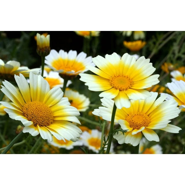 1000 GARLAND CROWN DAISY Chrysanthemum Coronarium Flower Seeds ...