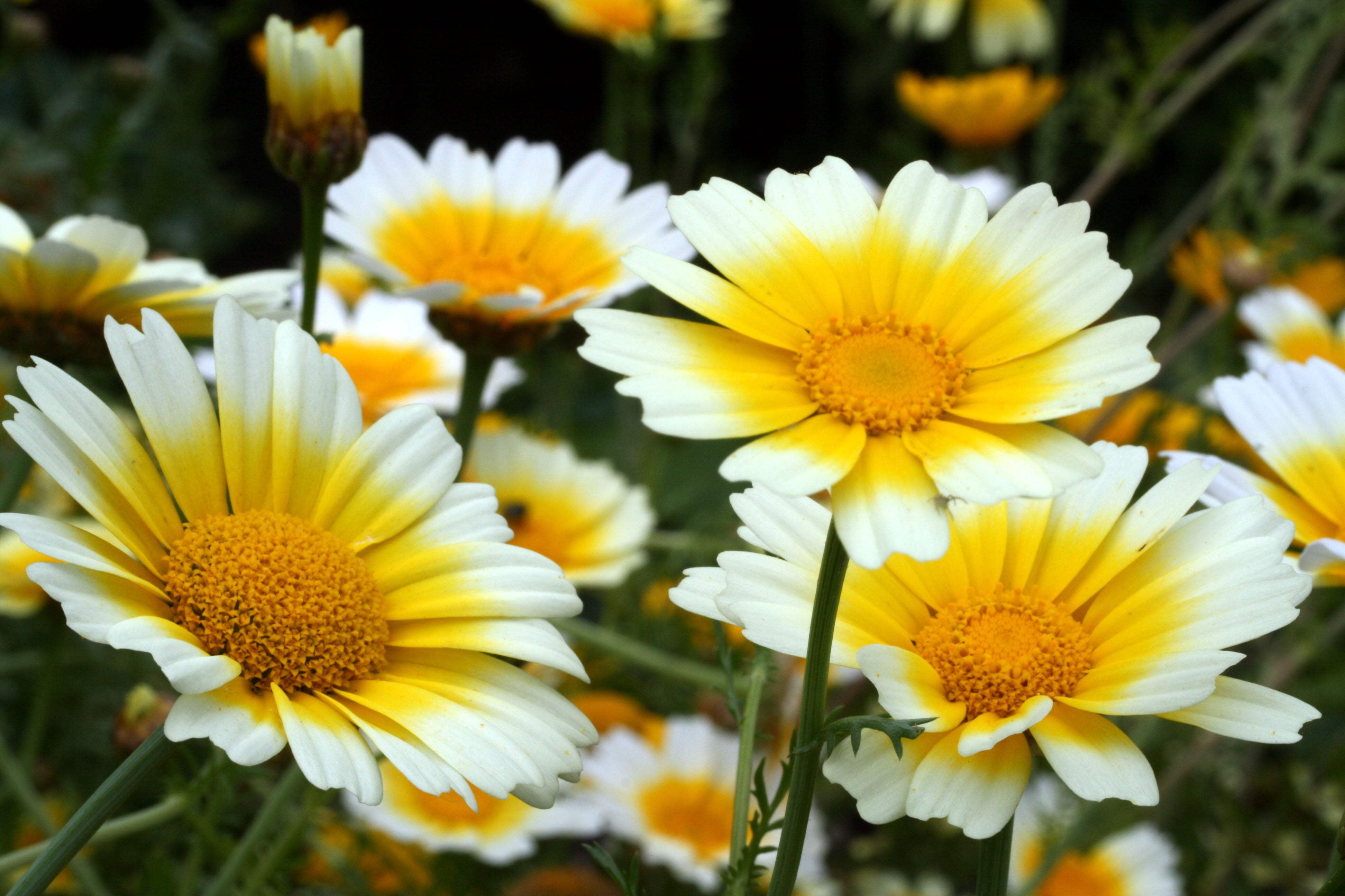1000 GARLAND CROWN DAISY Chrysanthemum Coronarium Flower Seeds ...