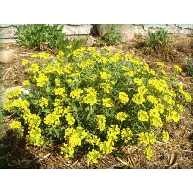1000 GOLDEN TUFT ALYSSUM Basket of Gold - Yellow Alyssum Saxatile ...