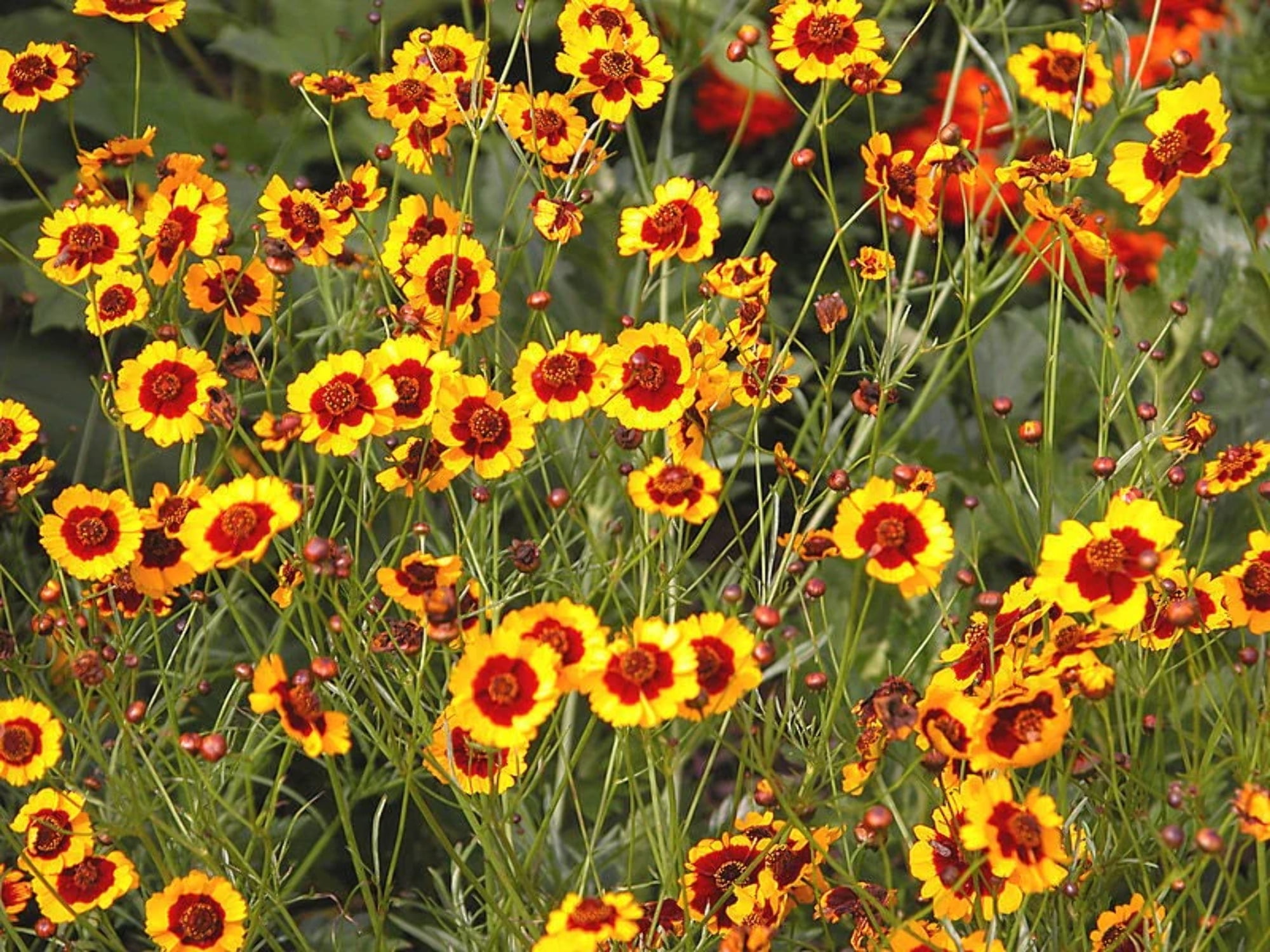 1000 GOLDEN WAVE COREOPSIS (Goldenmane Tickseed) Coreopsis Basalis ...
