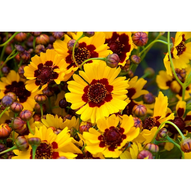 1000 GOLDEN WAVE COREOPSIS (Goldenmane Tickseed) Coreopsis Basalis ...
