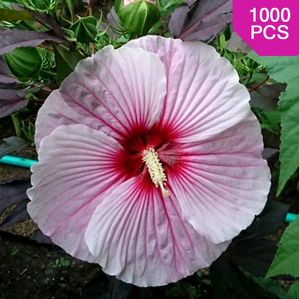 1000 Giant Hibiscus Flower Seeds Hardy for Planting, DIY Home Garden ...