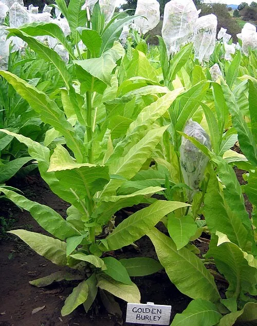 1000 Golden Burley Tobacco Seeds ~ Heirloom Nicotiana Tabacum ...