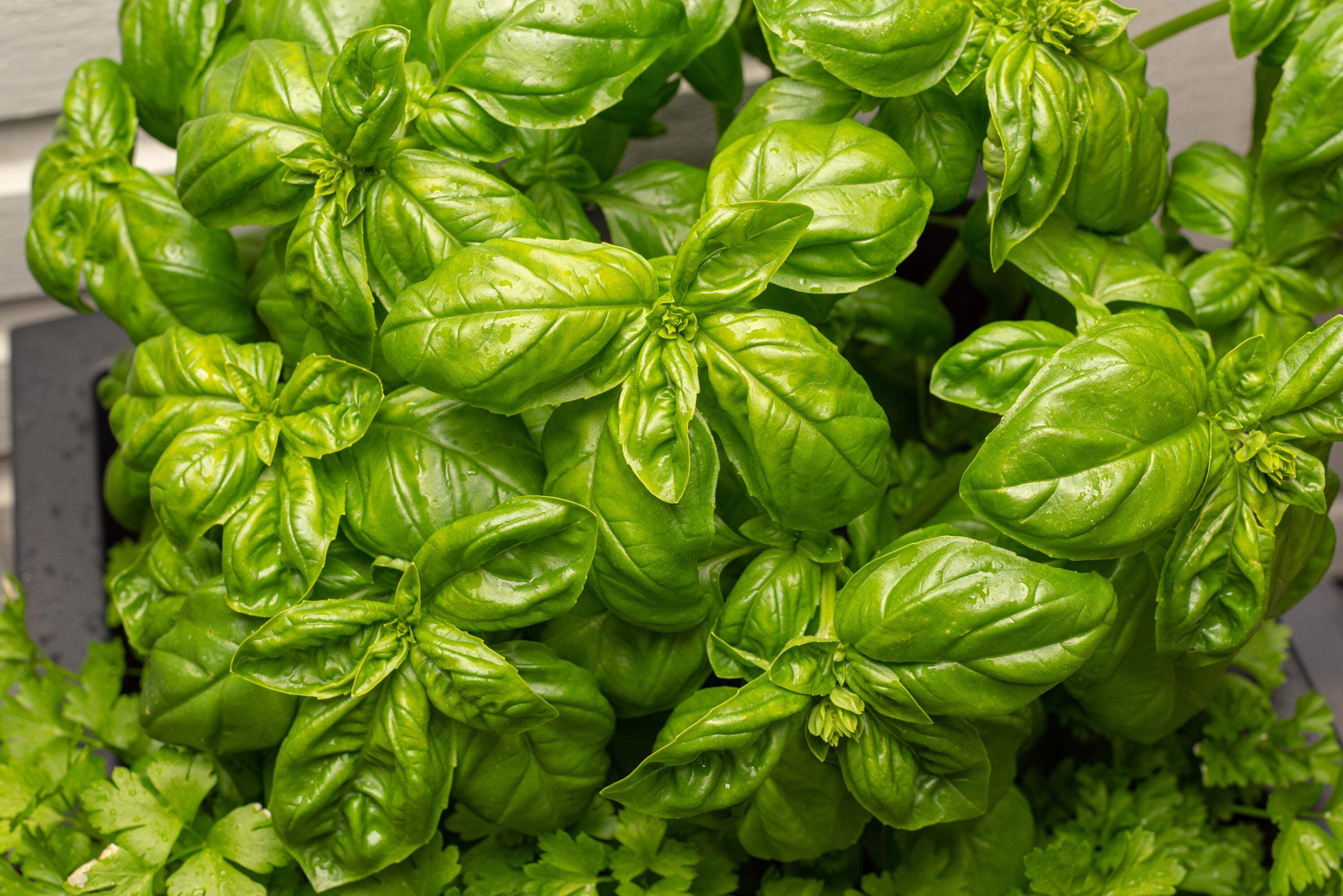 1000 Italian LARGE LEAF BASIL Ocimum Basilicum Herb Flower Seeds ...